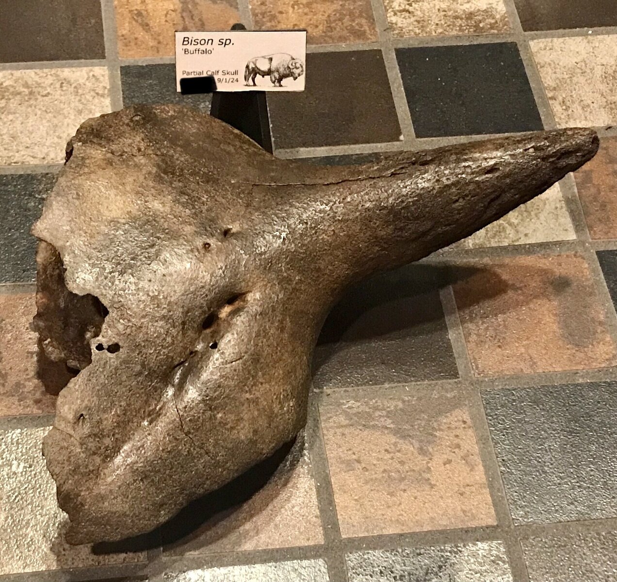 Juvenile bison skull section - Vertebrates - The Fossil Forum