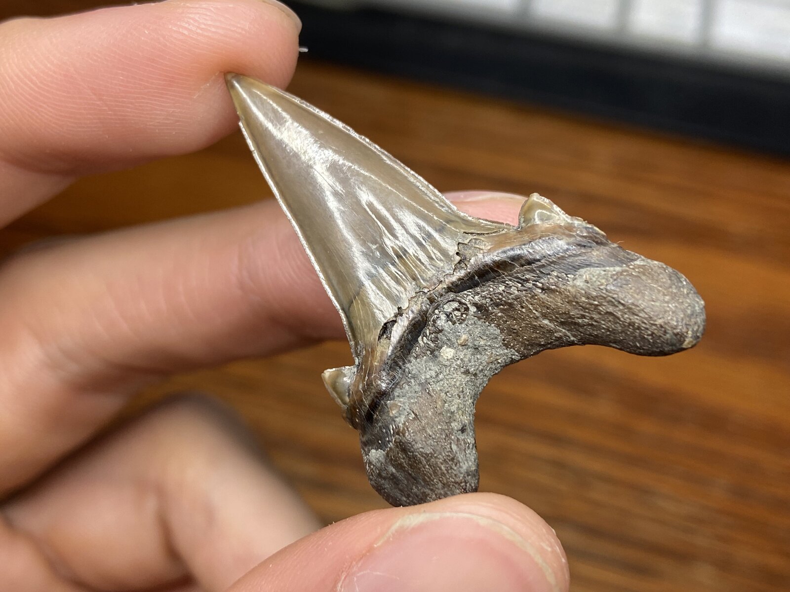 Cardabiodon cf. venator, South Bosque - Member Collections - The Fossil ...