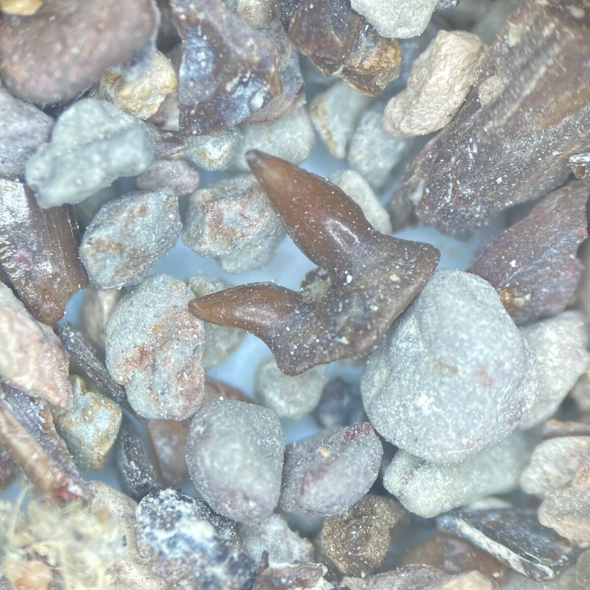 Permian - The Fossil Forum