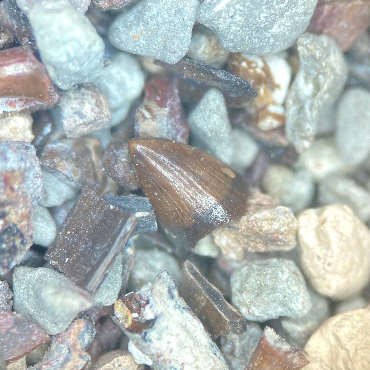 Sphenacodontid tooth - Permian - The Fossil Forum