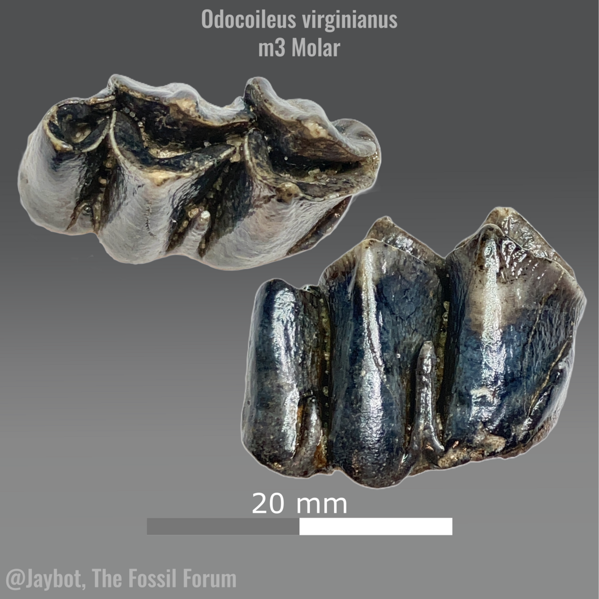 Odocoileus virginianus m3 Molar - Member Collections - The Fossil Forum