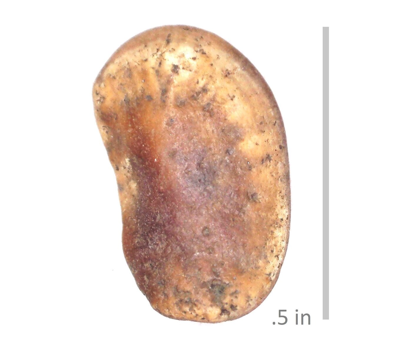 Ootolith Ekokenia eporrecta Eocene Texas - Member Collections - The ...
