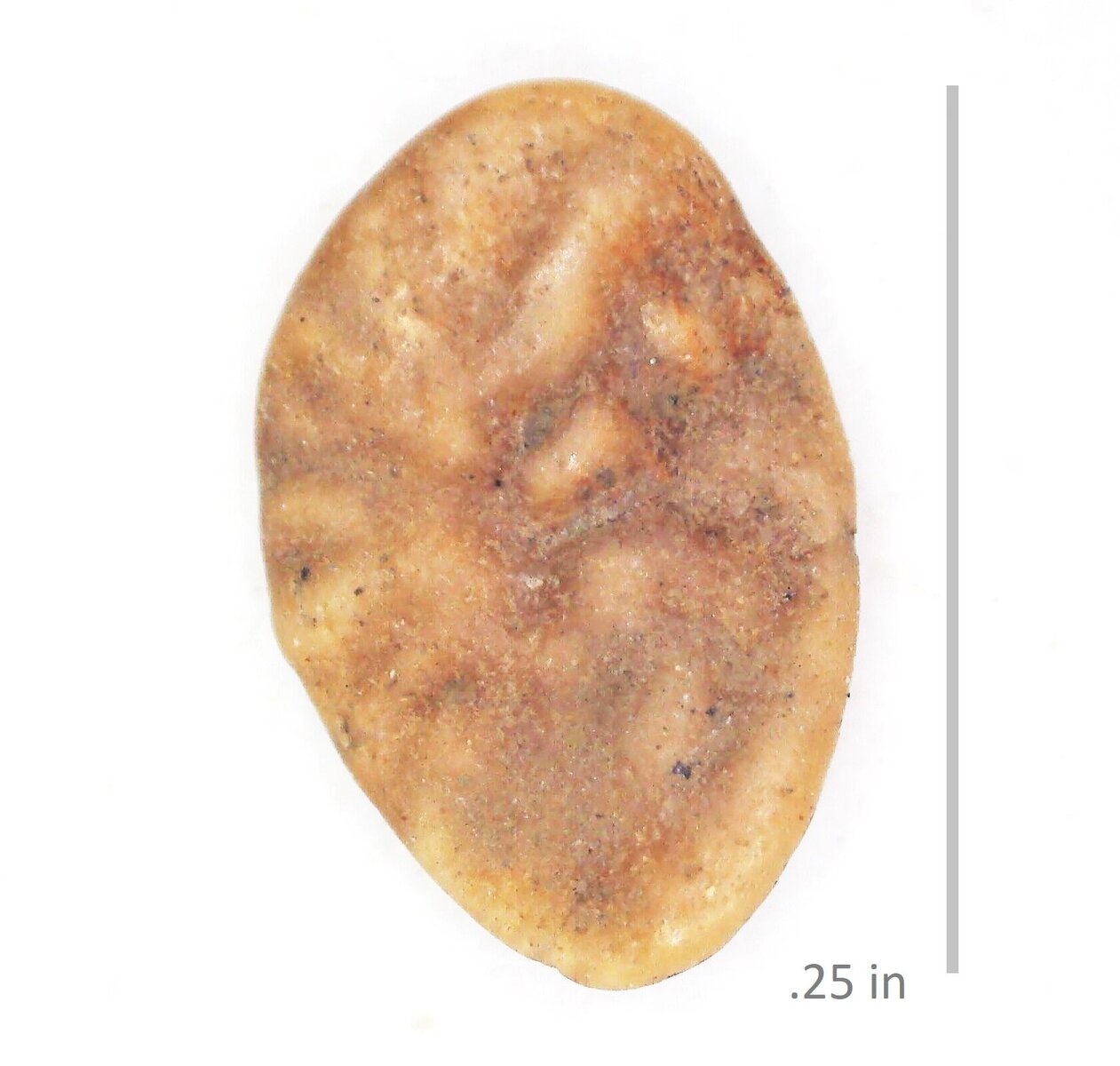 Ootolith Signata stenzeli Eocene Texas - Member Collections - The ...
