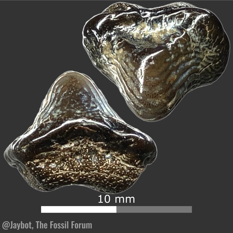 Ptychodus whipplei - Member Collections - The Fossil Forum