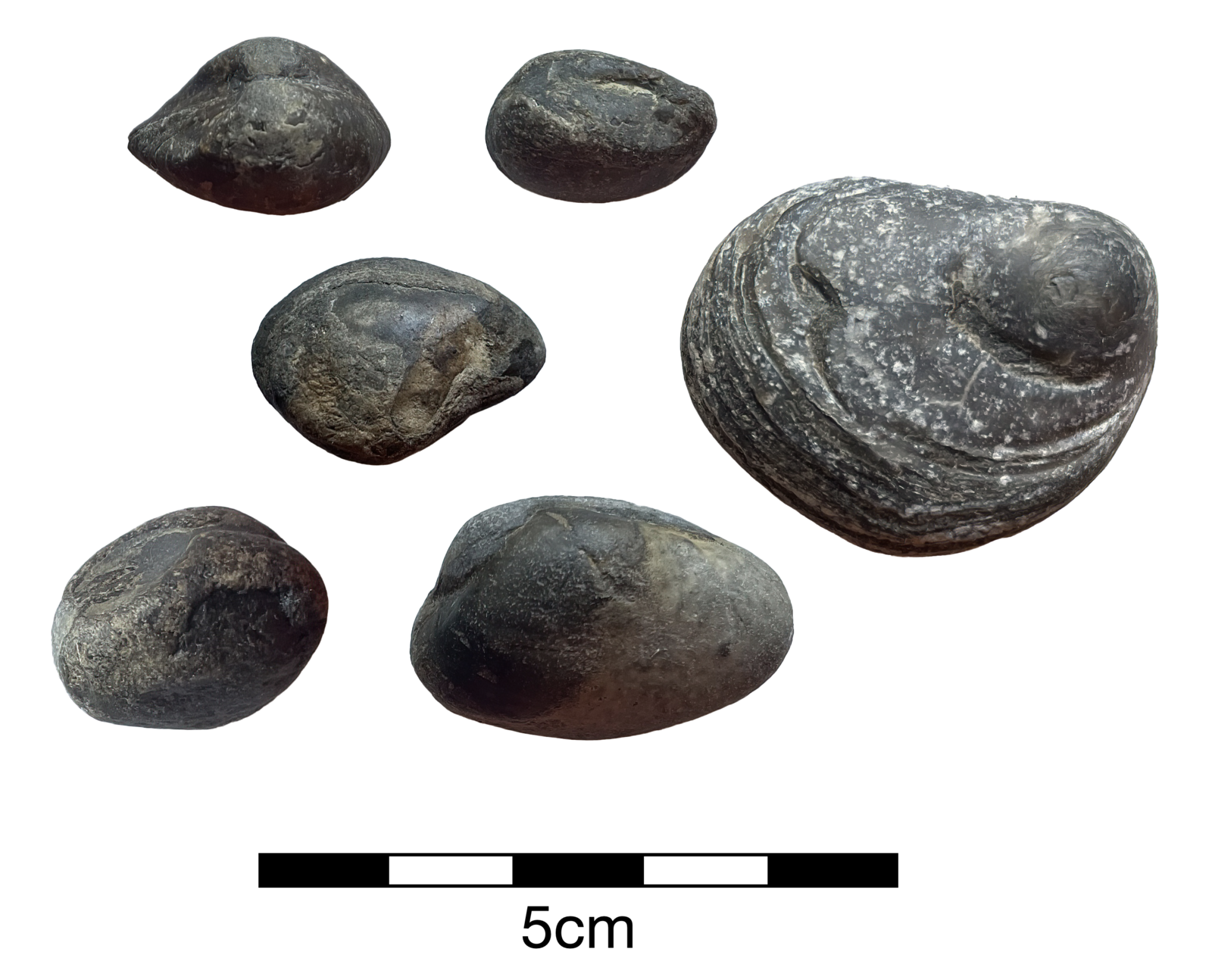 Bivalves - Member Collections - The Fossil Forum