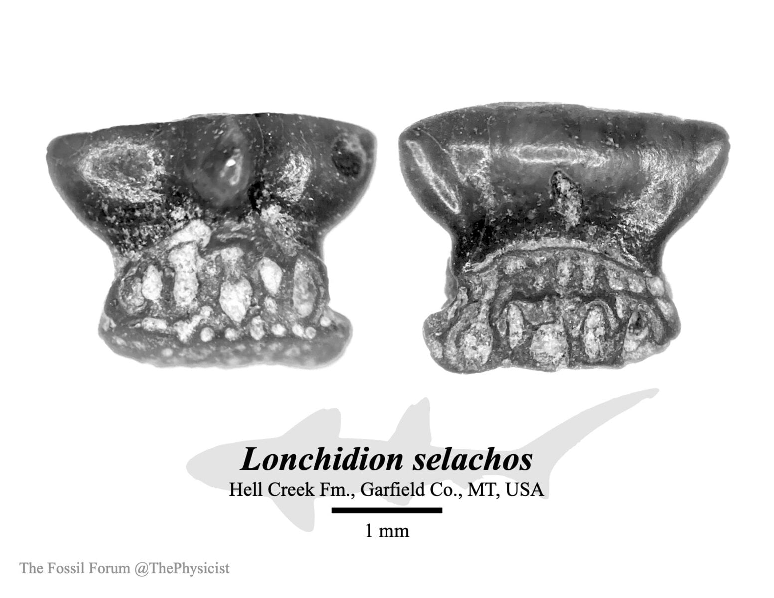 Lonchidion selachos - Cretaceous - The Fossil Forum