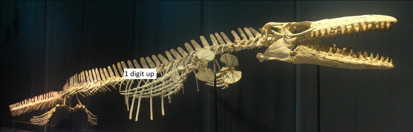 mosasaurs limbs orientation - General Fossil Discussion - The Fossil Forum