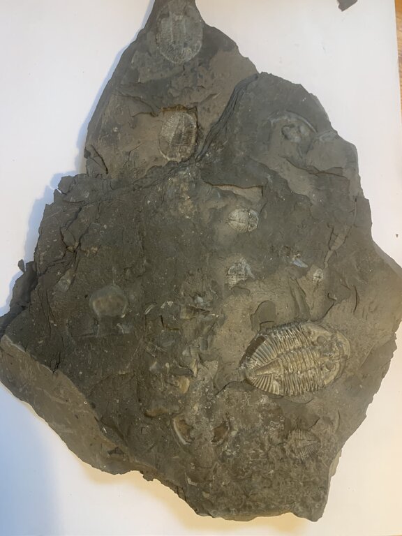 Somewhat common Canadian trilobite from an unusual location - Member ...