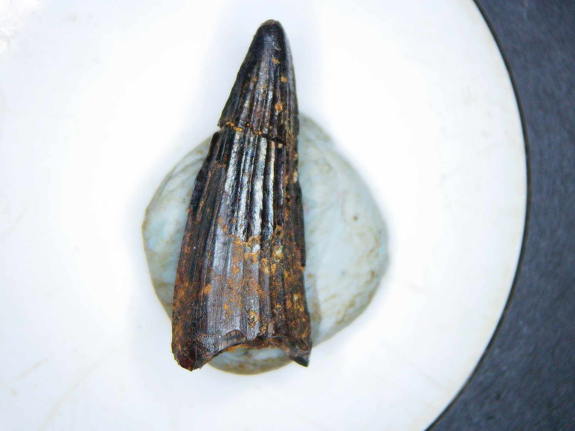 Baryonychinae tooth from Sussex fair light - Partners in Paleontology ...