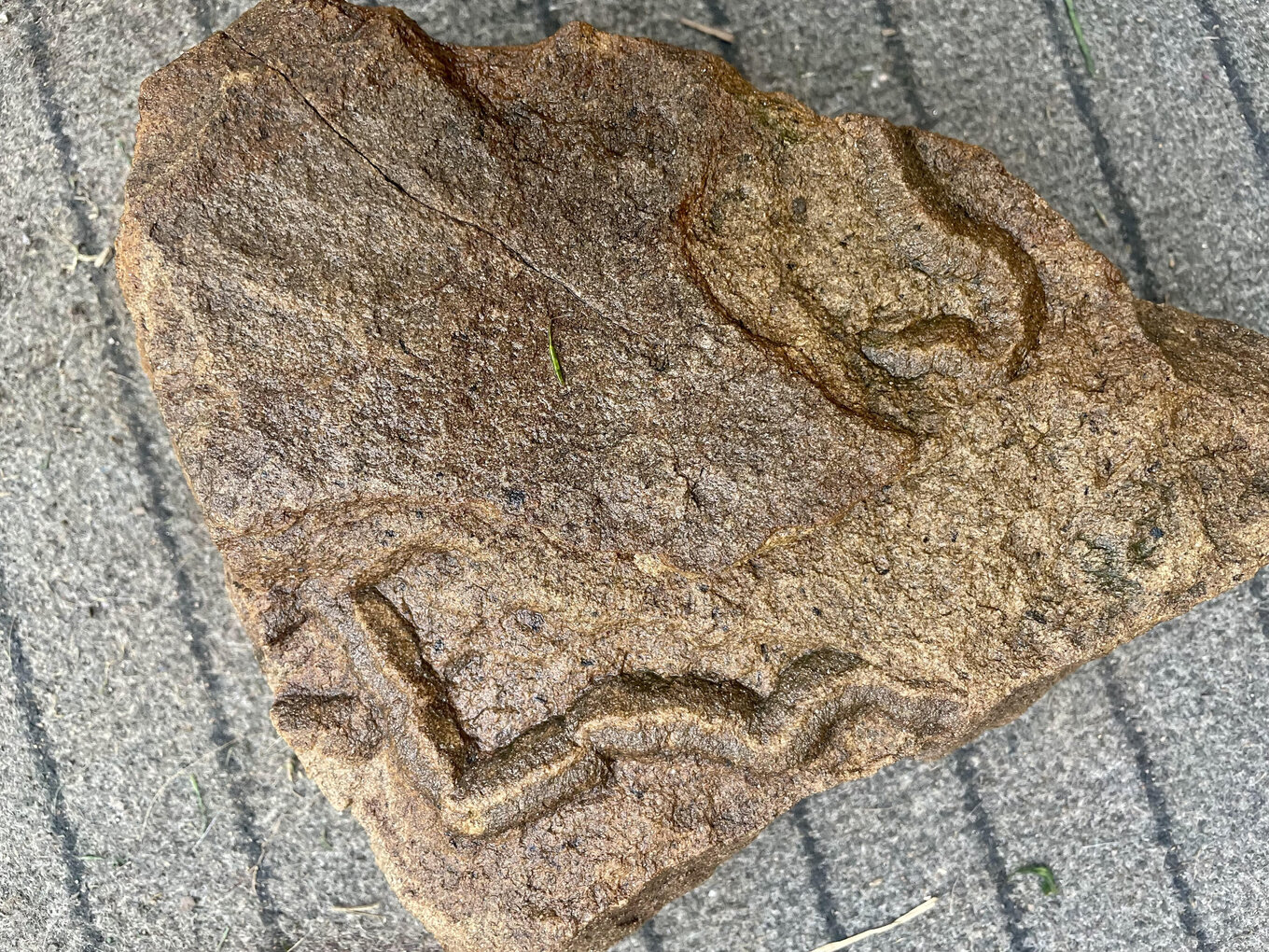 It's a trace worm but which one? - Fossil ID - The Fossil Forum