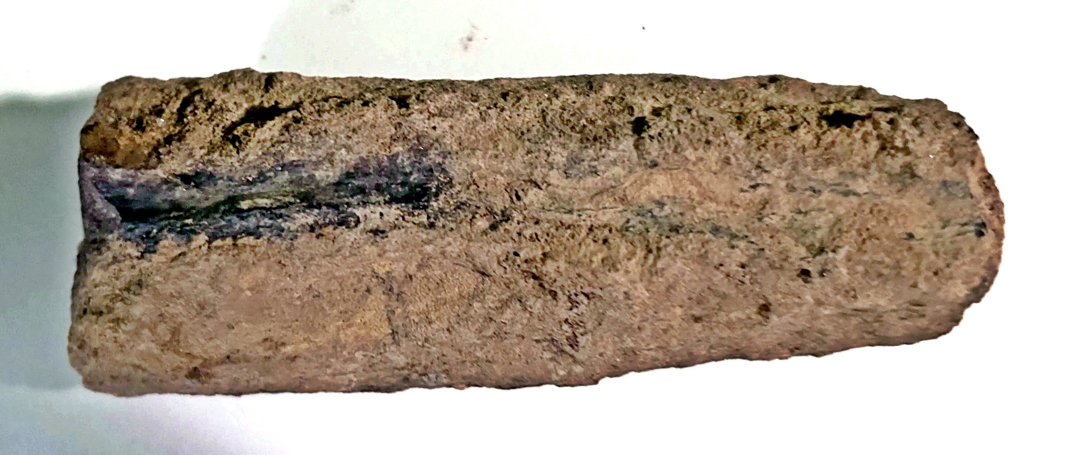 Odd possible fossil - Fossil ID - The Fossil Forum