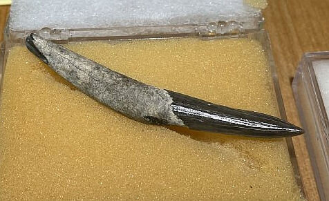 Pretty sure this is a Squalodon calvertensis incisor, but.... - Fossil ...