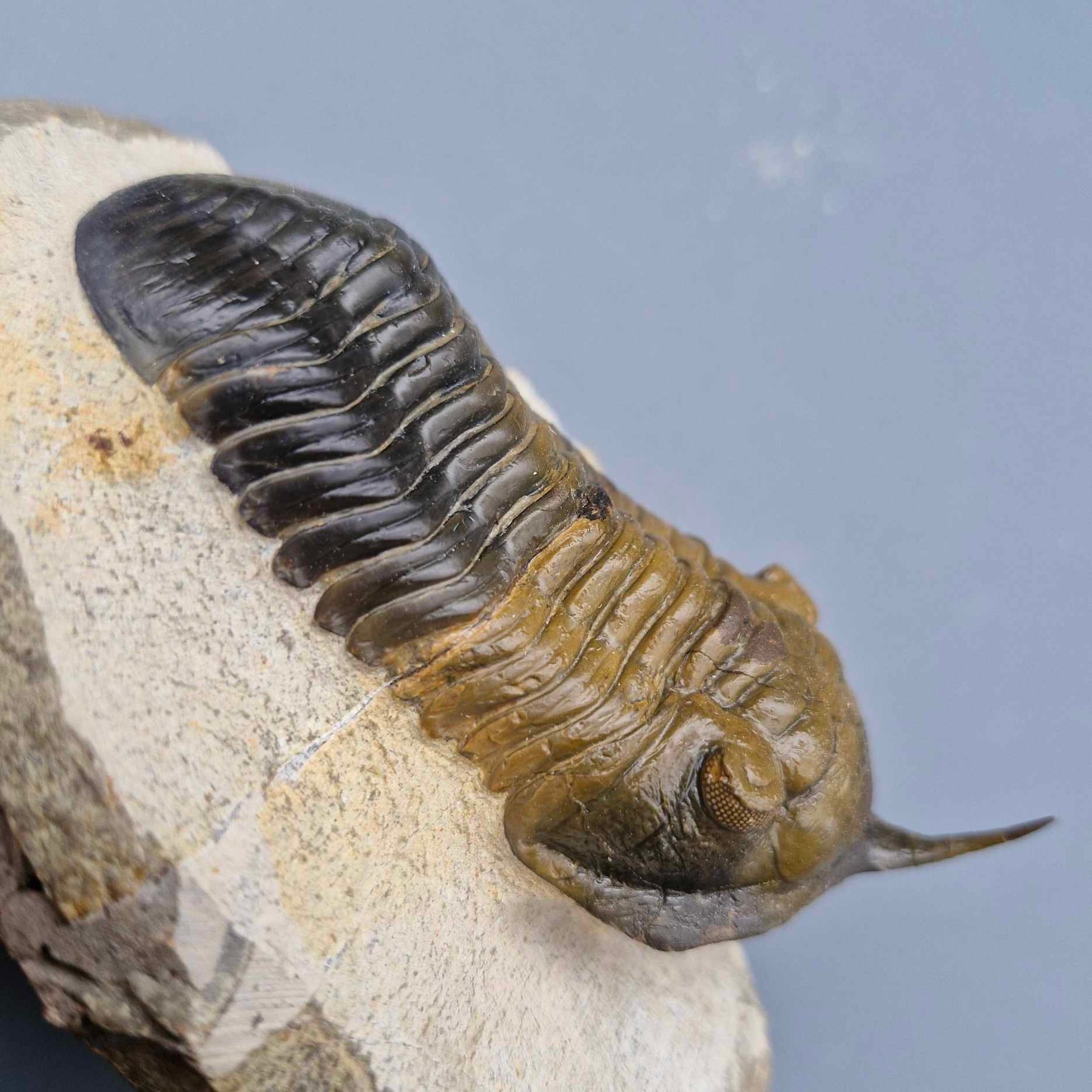 A bicolor trilobite - Is It Real? How to Recognize Fossil Fabrications ...