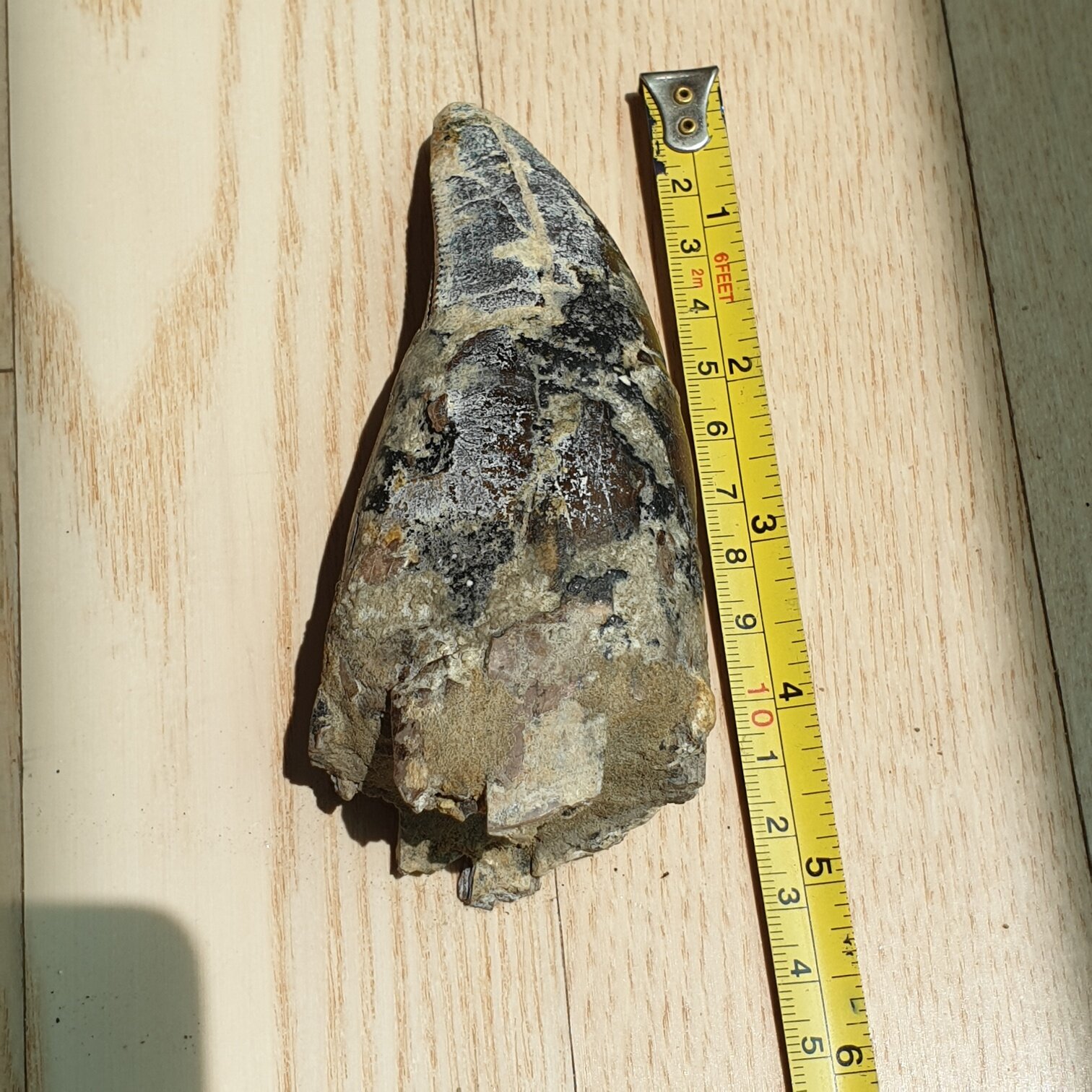 These are the Razanandrongobe teeth in our country. - Member ...