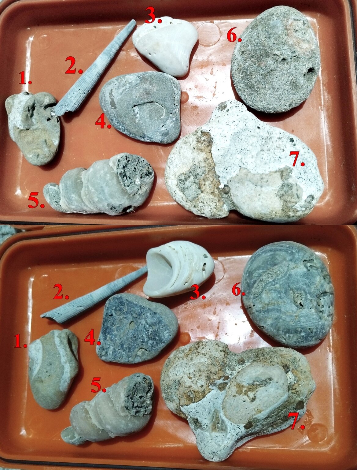 South Island New Zealand Fossils - Fossil ID - The Fossil Forum