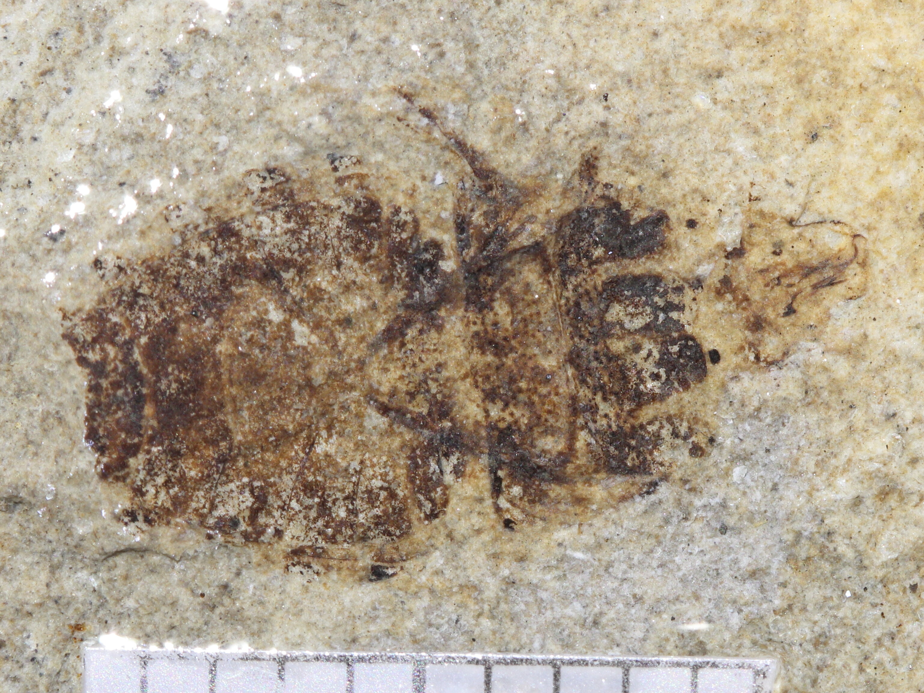 Assassin's bug? - Fossil ID - The Fossil Forum