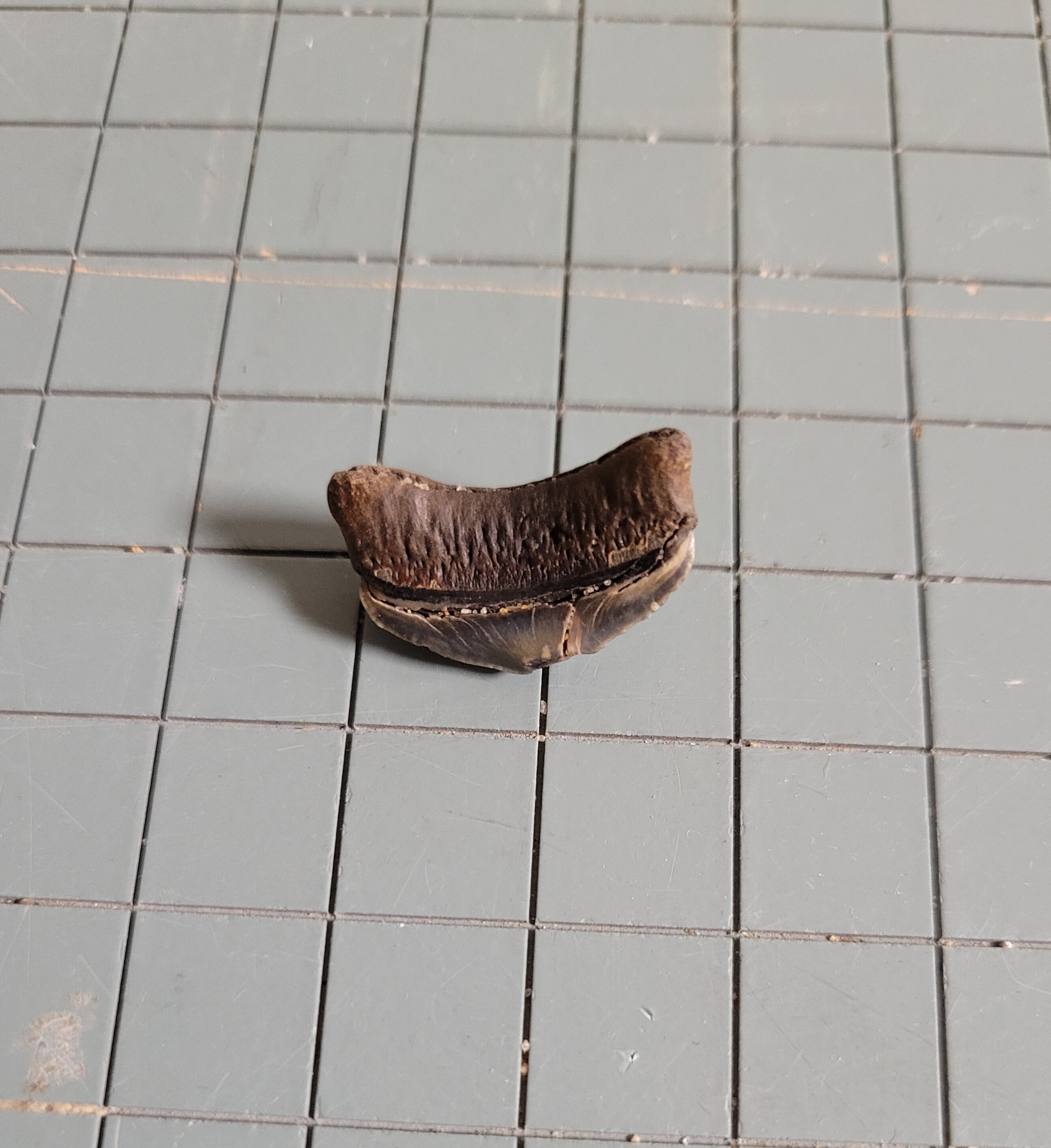 A New Set of Meg Teeth found in the Calvert Cliffs. - Fossil News - The ...