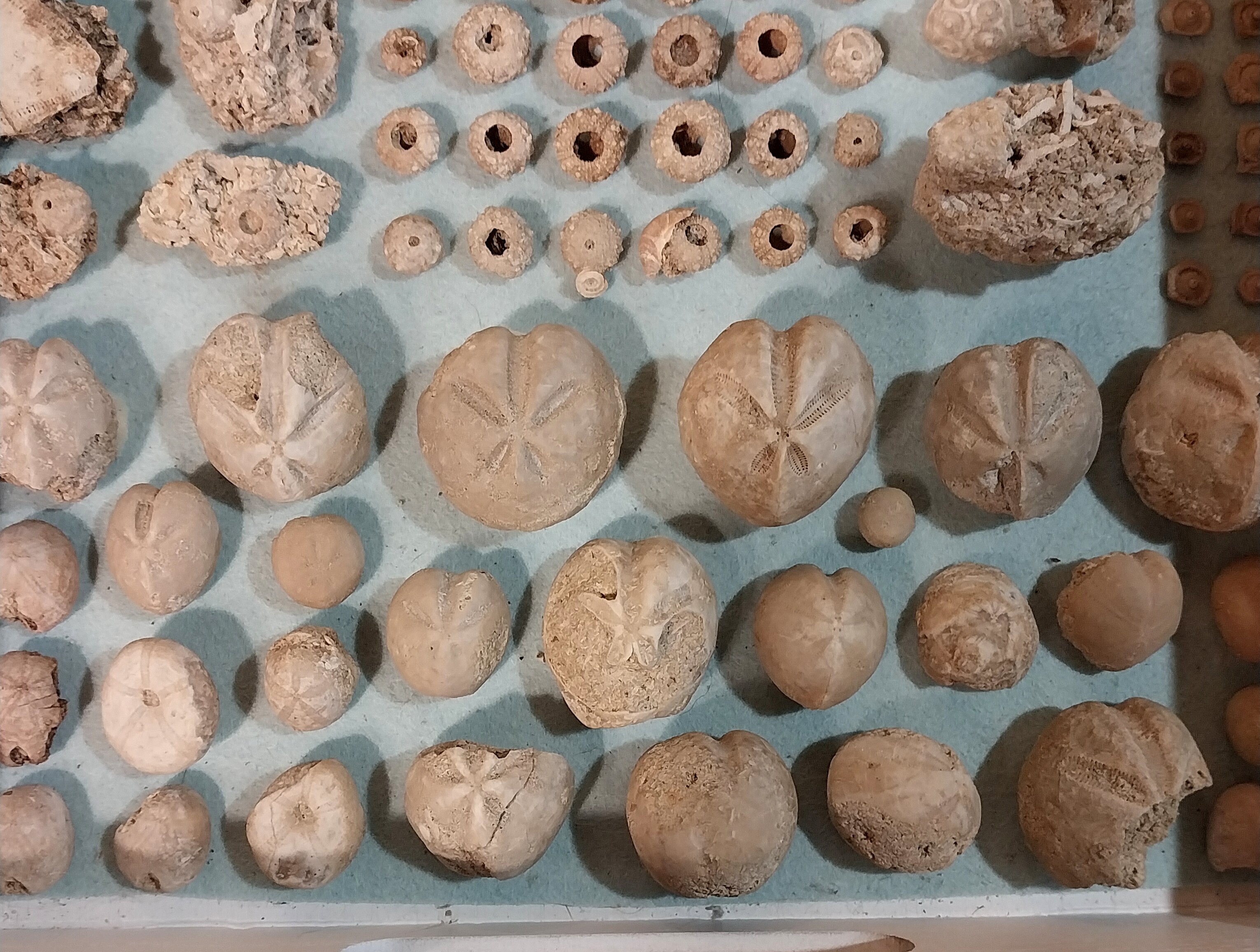 Echinoids galore and a lot more - a summer in the New Jersey Vincentown ...