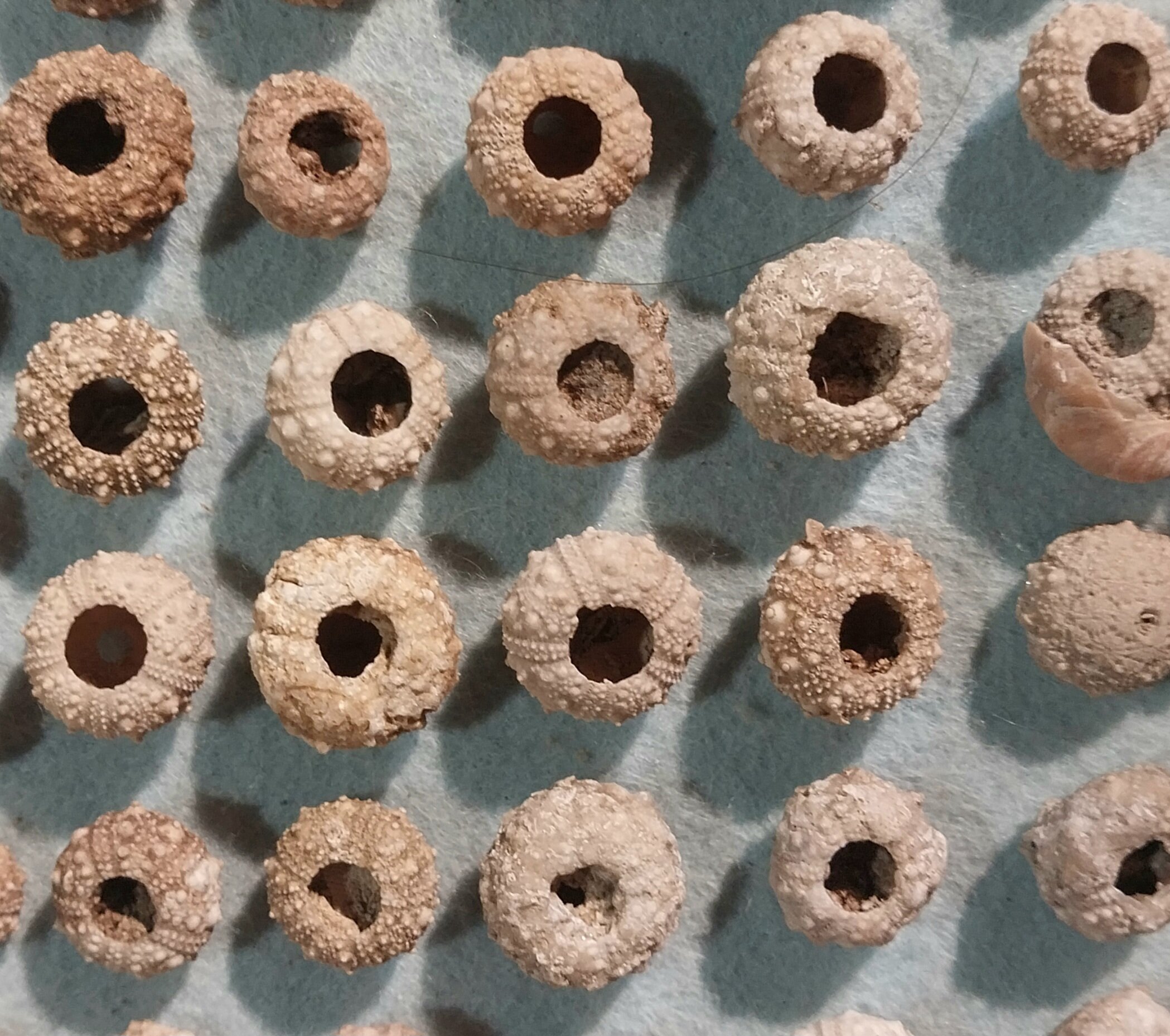 Echinoids galore and a lot more - a summer in the New Jersey Vincentown ...