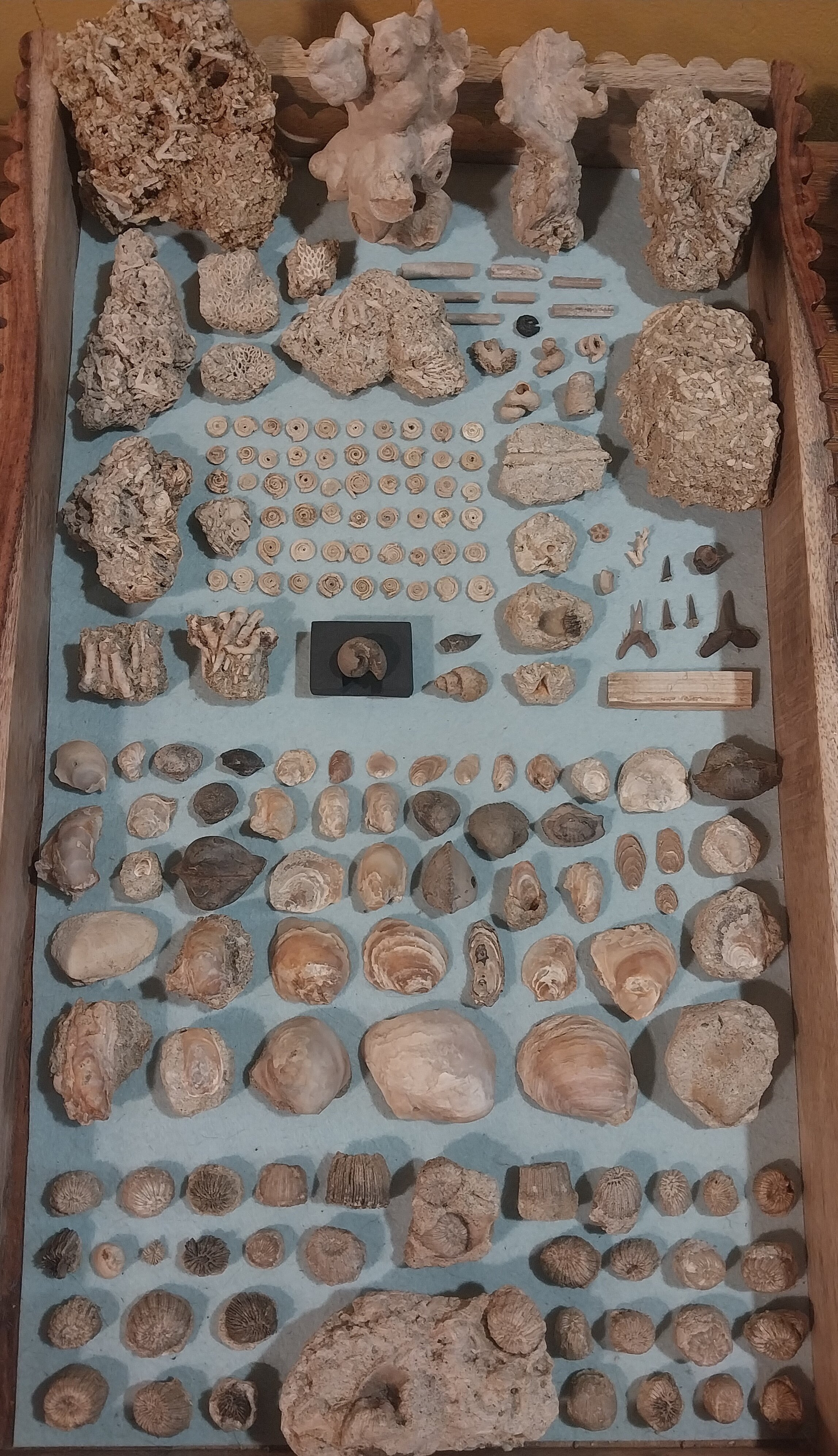 Echinoids galore and a lot more - a summer in the New Jersey Vincentown ...