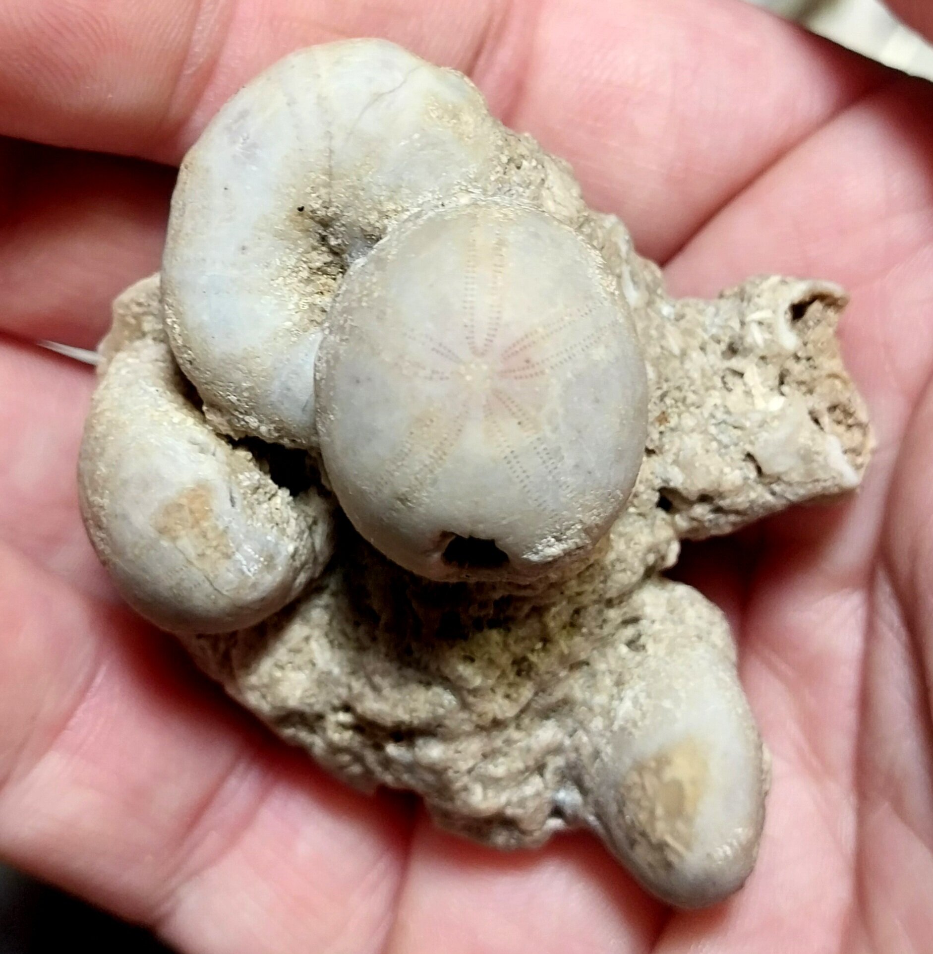 Echinoids galore and a lot more - a summer in the New Jersey Vincentown ...