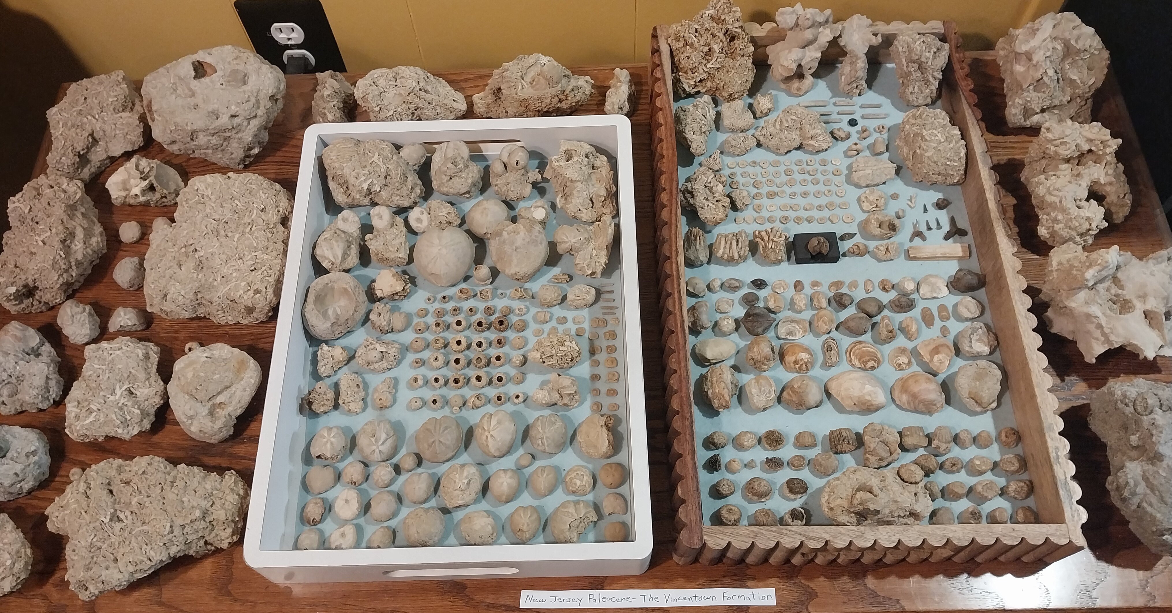 Echinoids galore and a lot more - a summer in the New Jersey Vincentown ...