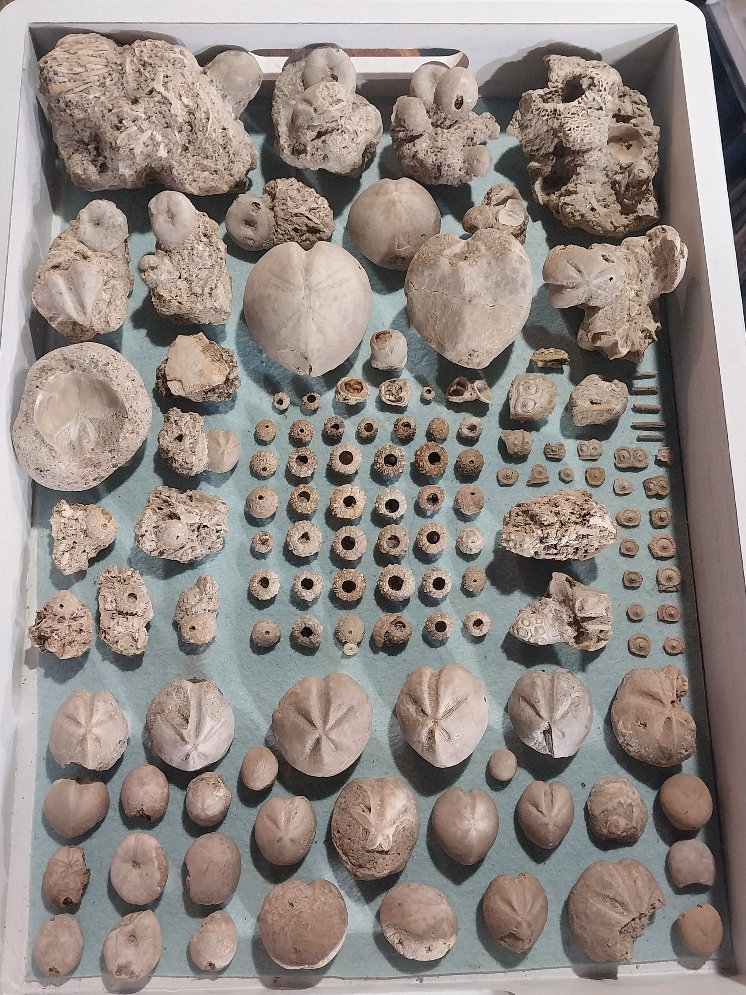 Echinoids galore and a lot more - a summer in the New Jersey Vincentown ...
