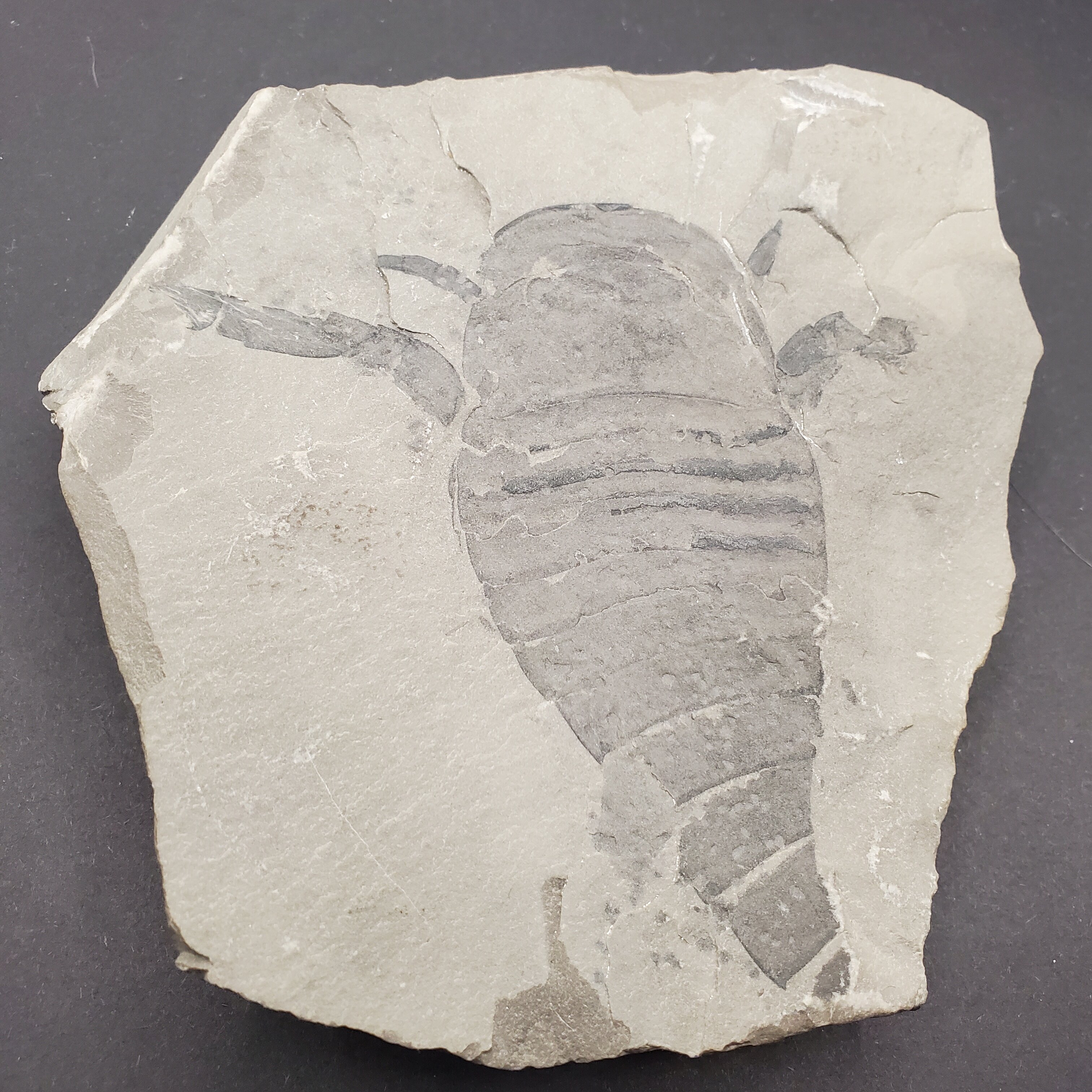 Happy National Fossil Day - General Fossil Discussion - The Fossil Forum