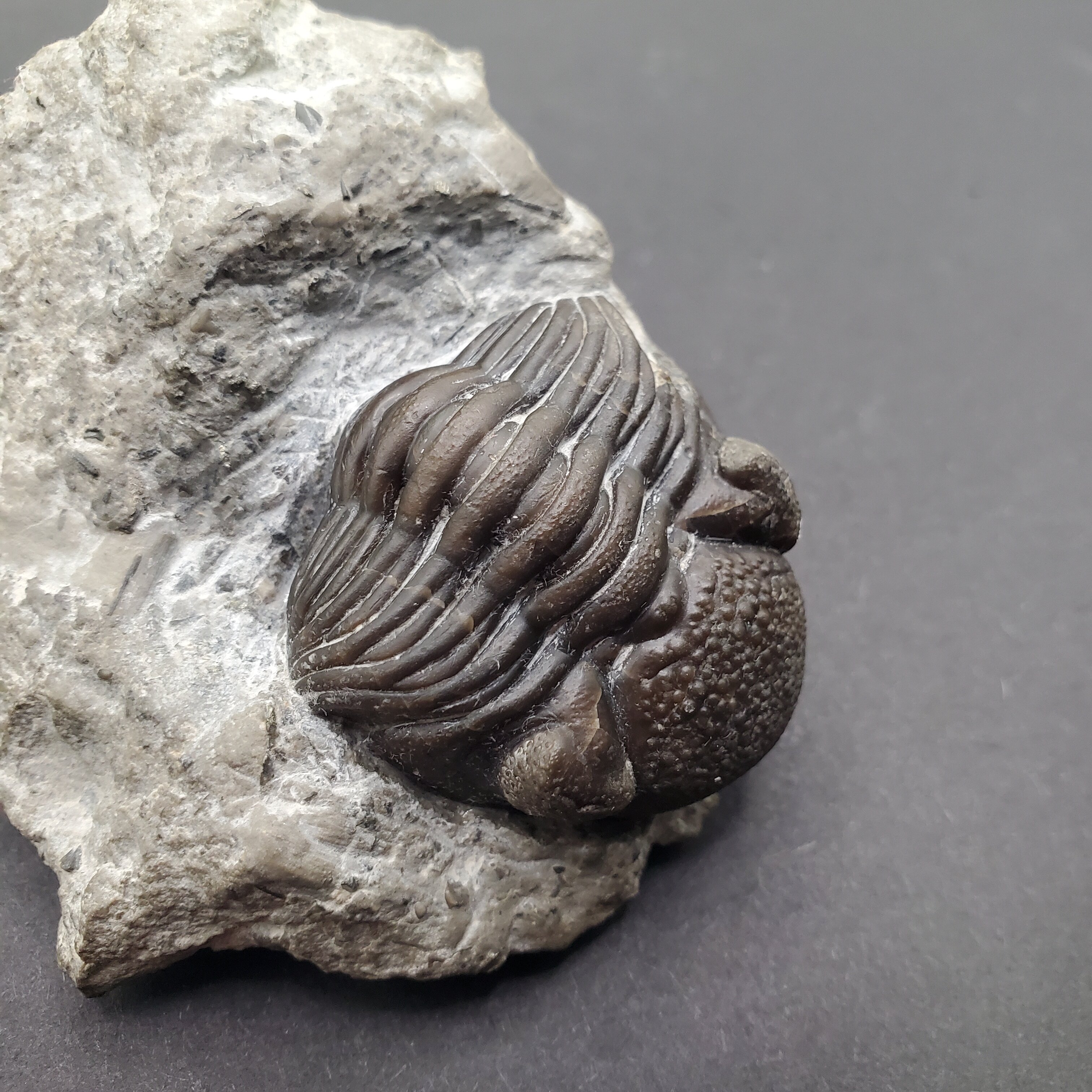 Trilobites_are_awesome's trilobite preps. - Fossil Preparation - The ...
