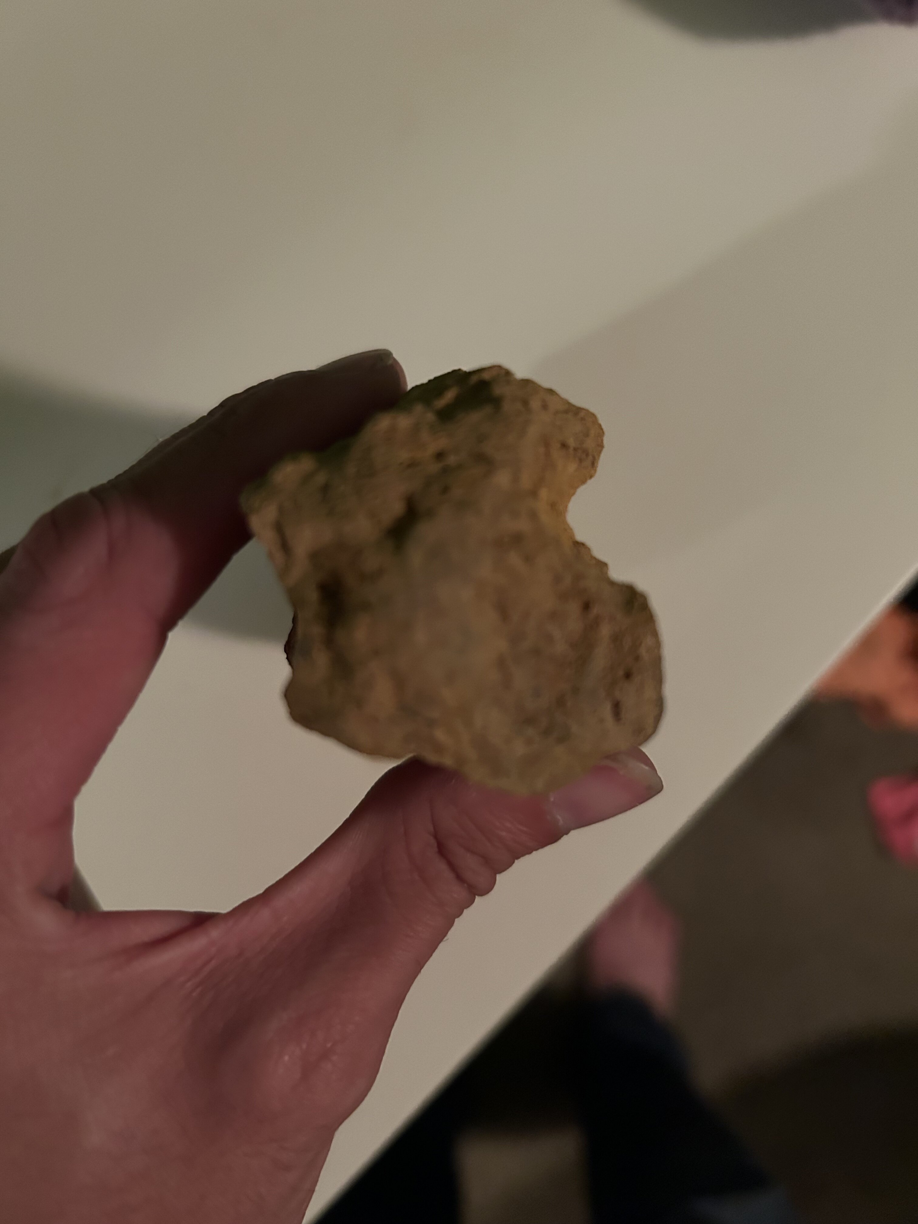 Odd possible fossil - Fossil ID - The Fossil Forum