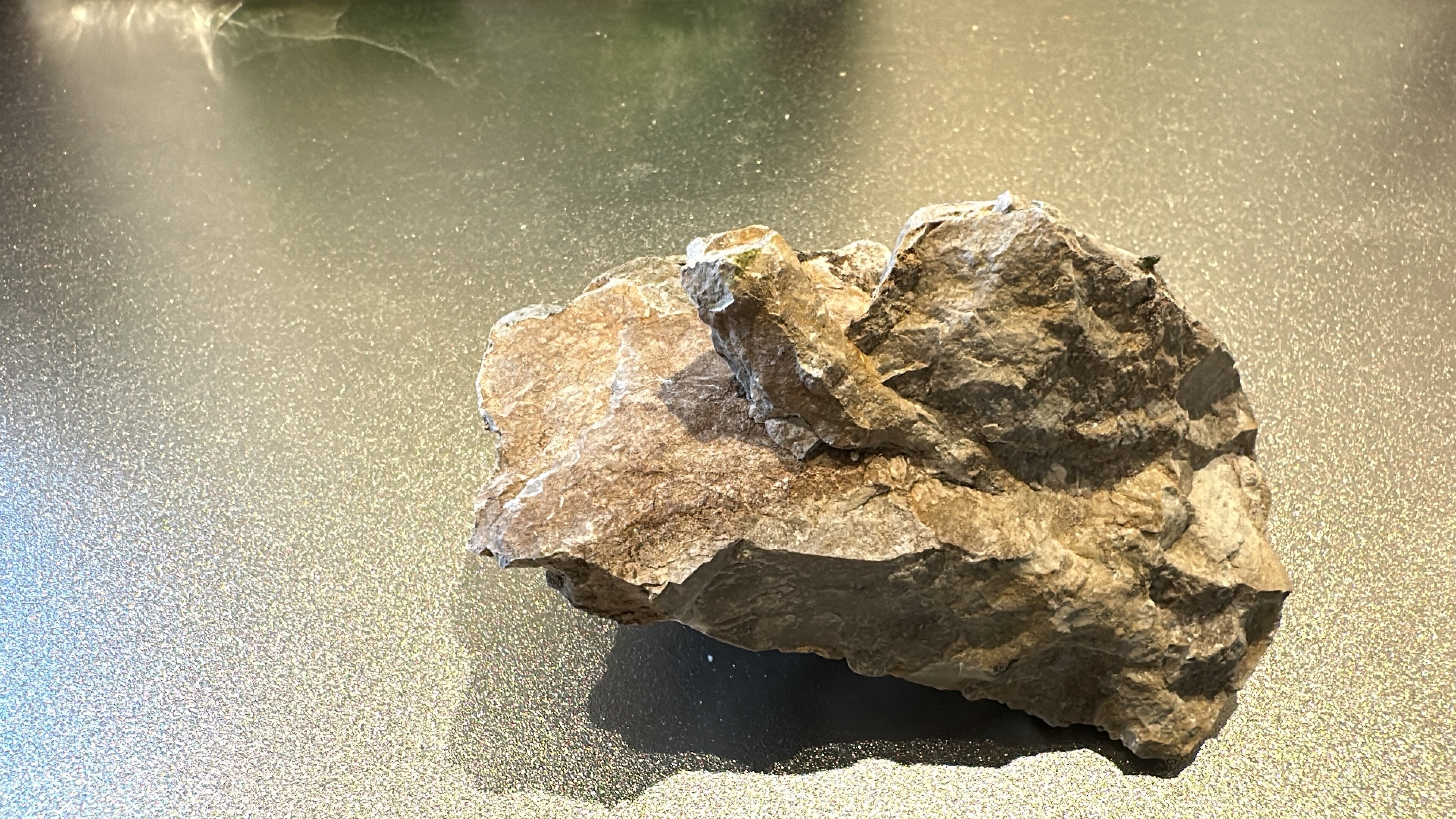 Brachiopods with preserved pedicles - General Fossil Discussion - The ...