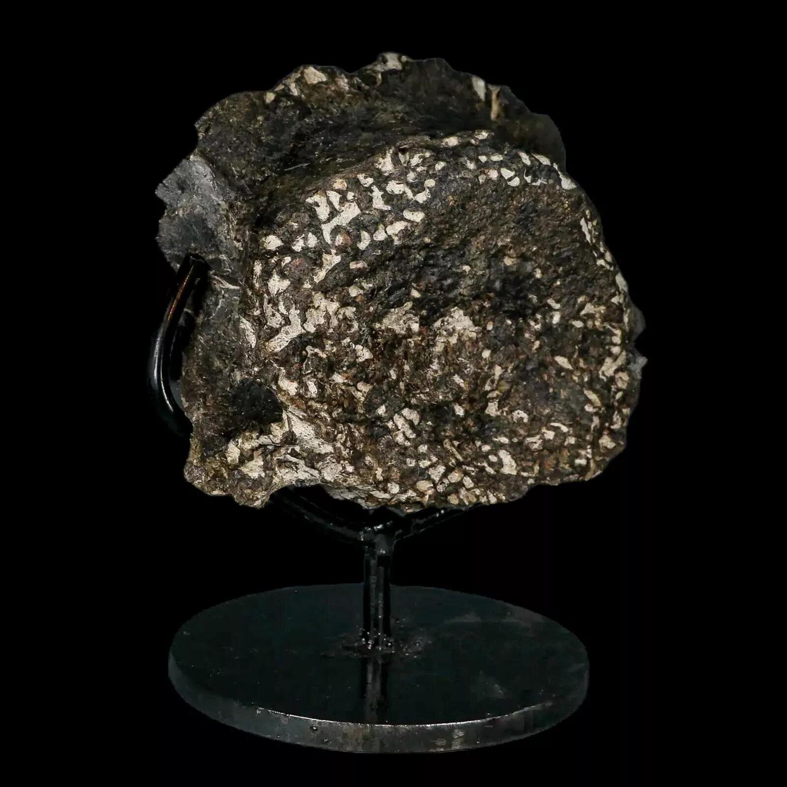 Is This a Real Gorgosaurus Vertebra? - Is It Real? How to Recognize ...