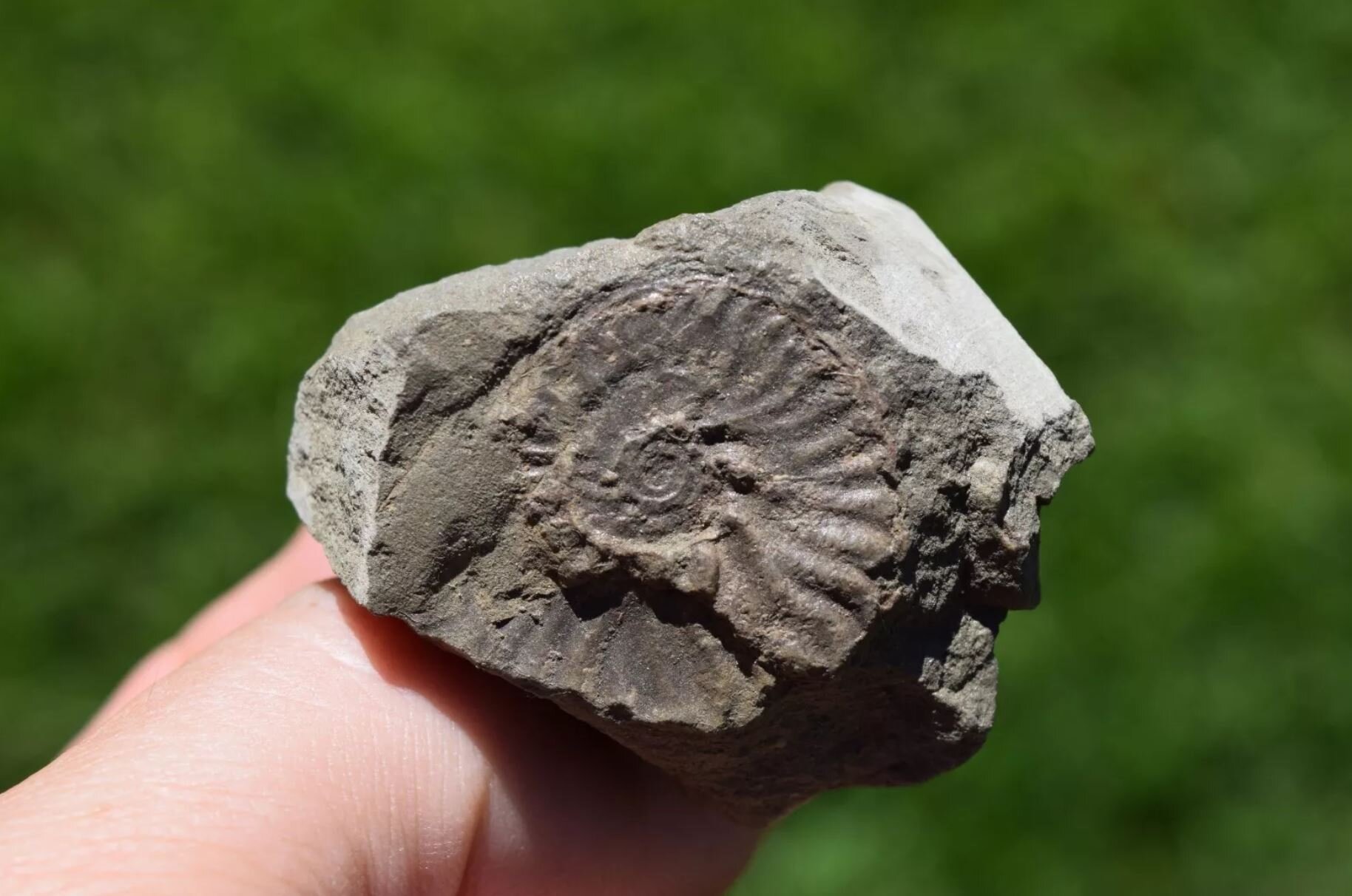 Ammonite Silverado Canyon CA - Fossil ID - The Fossil Forum