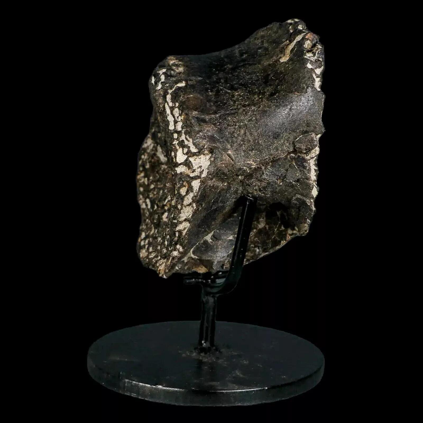 Is This a Real Gorgosaurus Vertebra? - Is It Real? How to Recognize ...