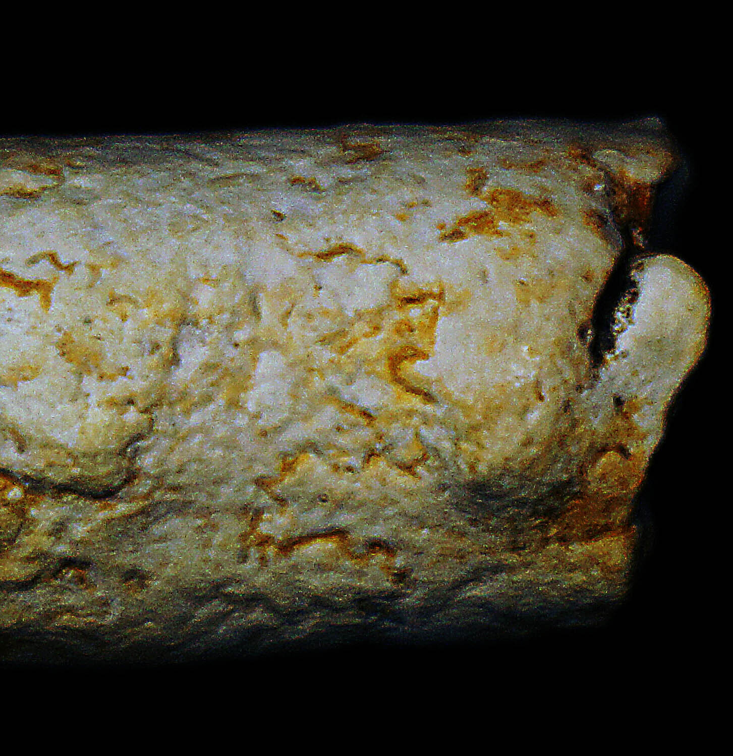 Baculites in Travis County TX, id and prep questions - Fossil ID - The ...