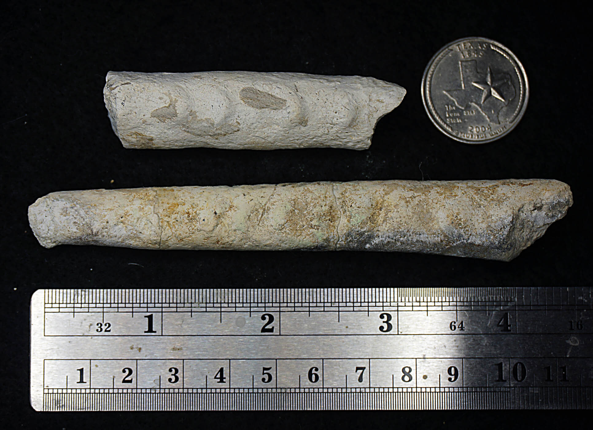 Baculites in Travis County TX, id and prep questions - Fossil ID - The ...