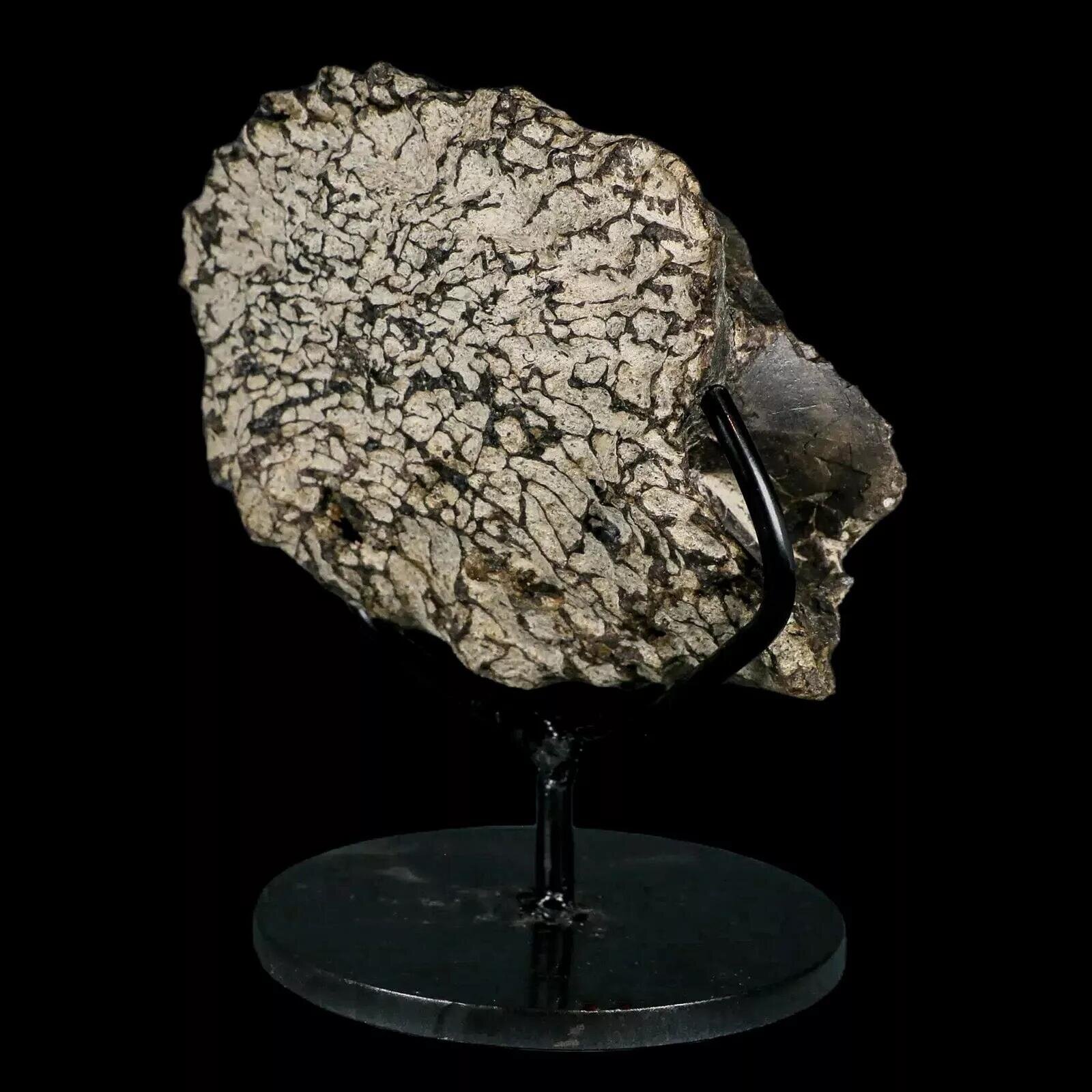 Is This a Real Gorgosaurus Vertebra? - Is It Real? How to Recognize ...