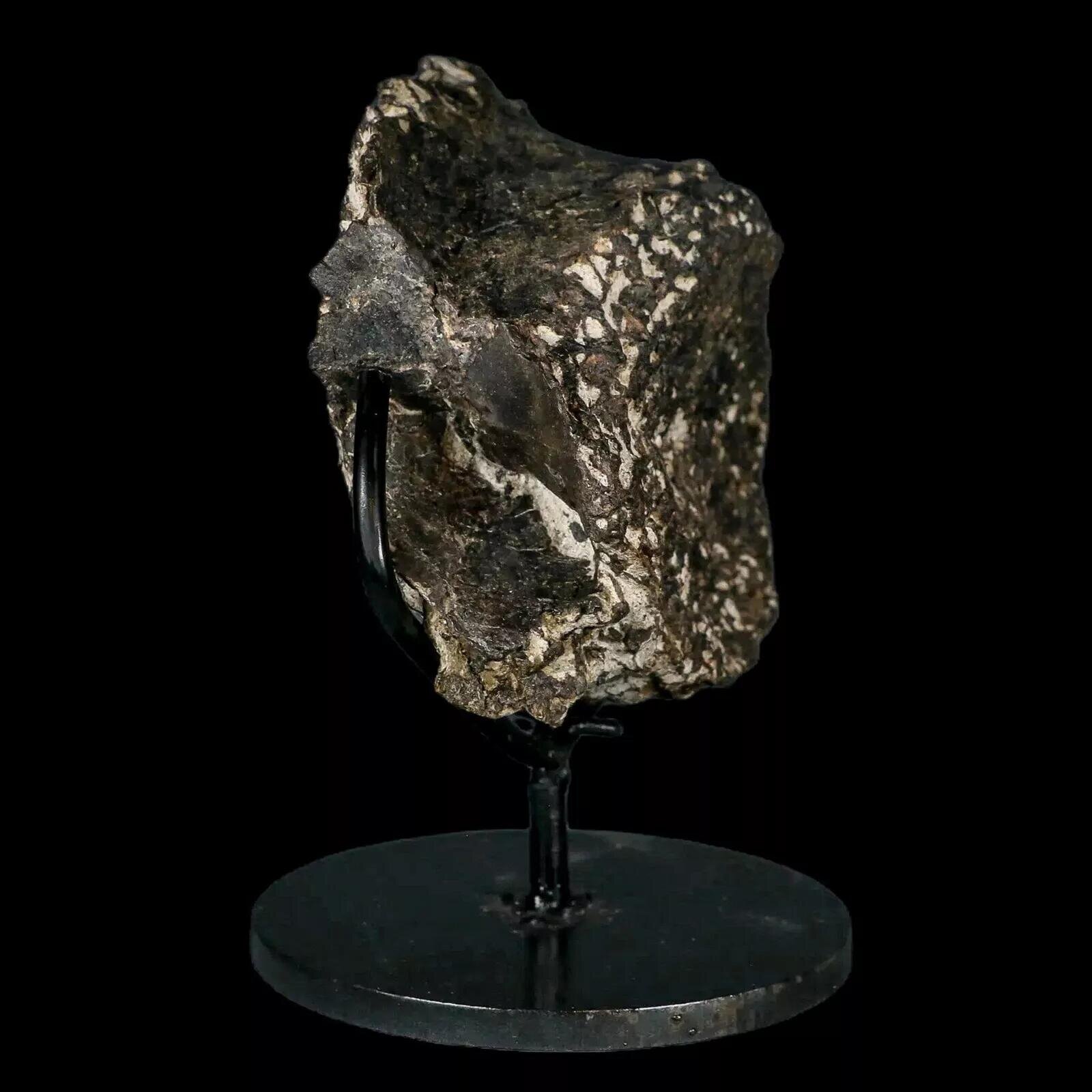 Is This a Real Gorgosaurus Vertebra? - Is It Real? How to Recognize ...