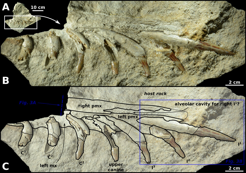 Pretty sure this is a Squalodon calvertensis incisor, but.... - Fossil ...