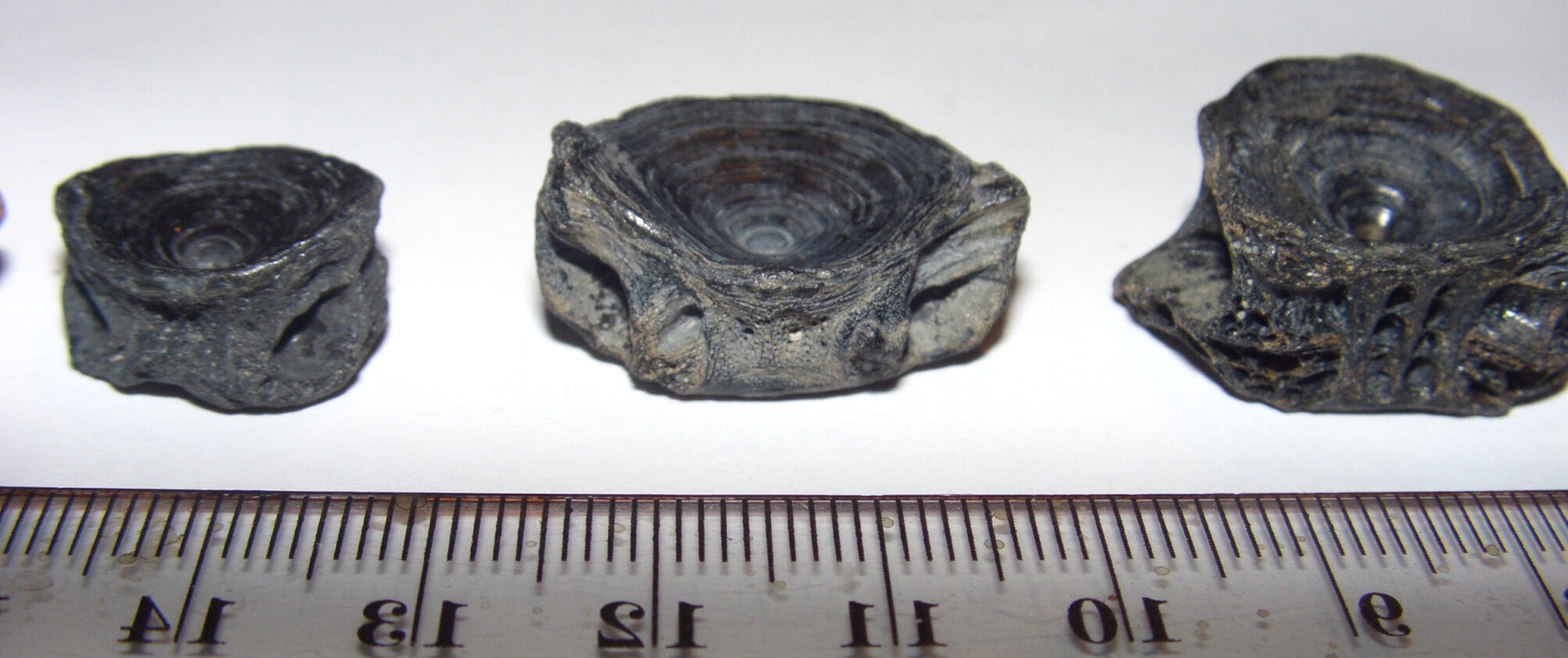 Shark vs. bony fish vertebrae - Fossil ID - The Fossil Forum