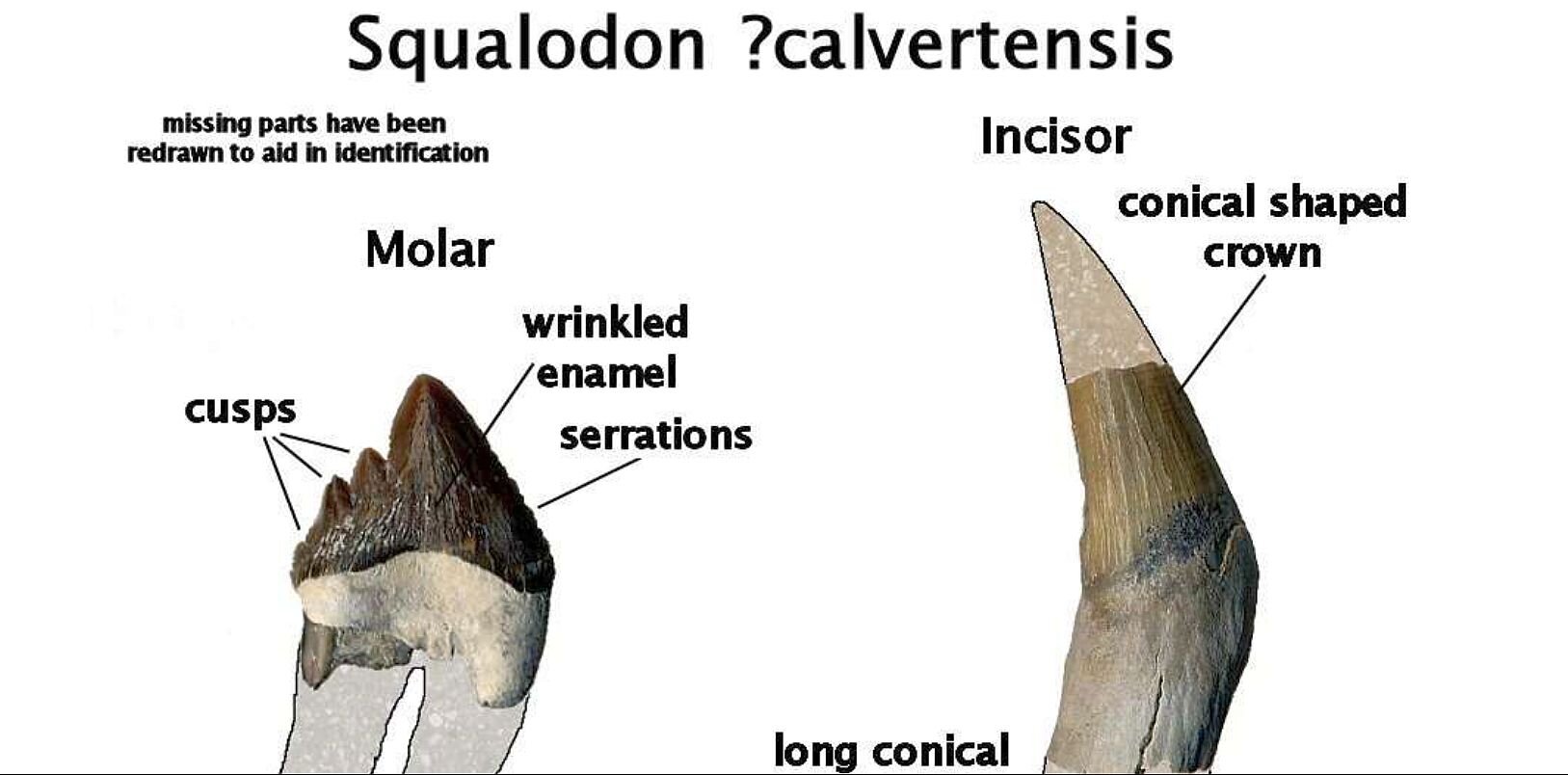 Pretty sure this is a Squalodon calvertensis incisor, but.... - Fossil ...