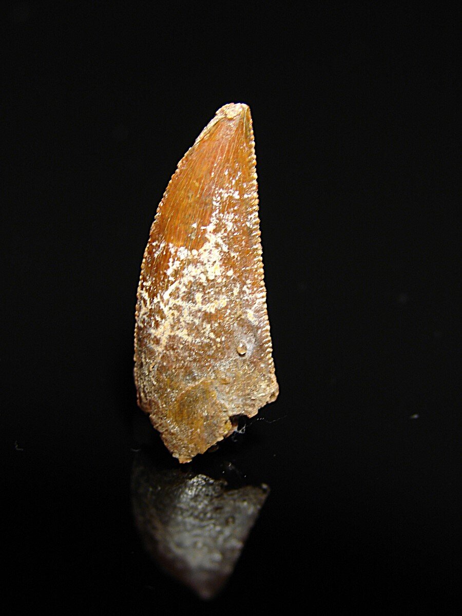 "Deltadromeus" tooth - Fossil ID - The Fossil Forum