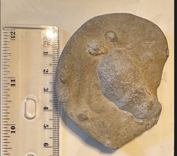 Lake Michigan Marine Fossils? - Fossil ID - The Fossil Forum