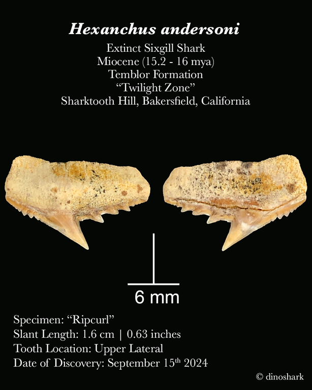 September 2024 Vertebrate Fossil Of The Month Poll - Fossil of the ...