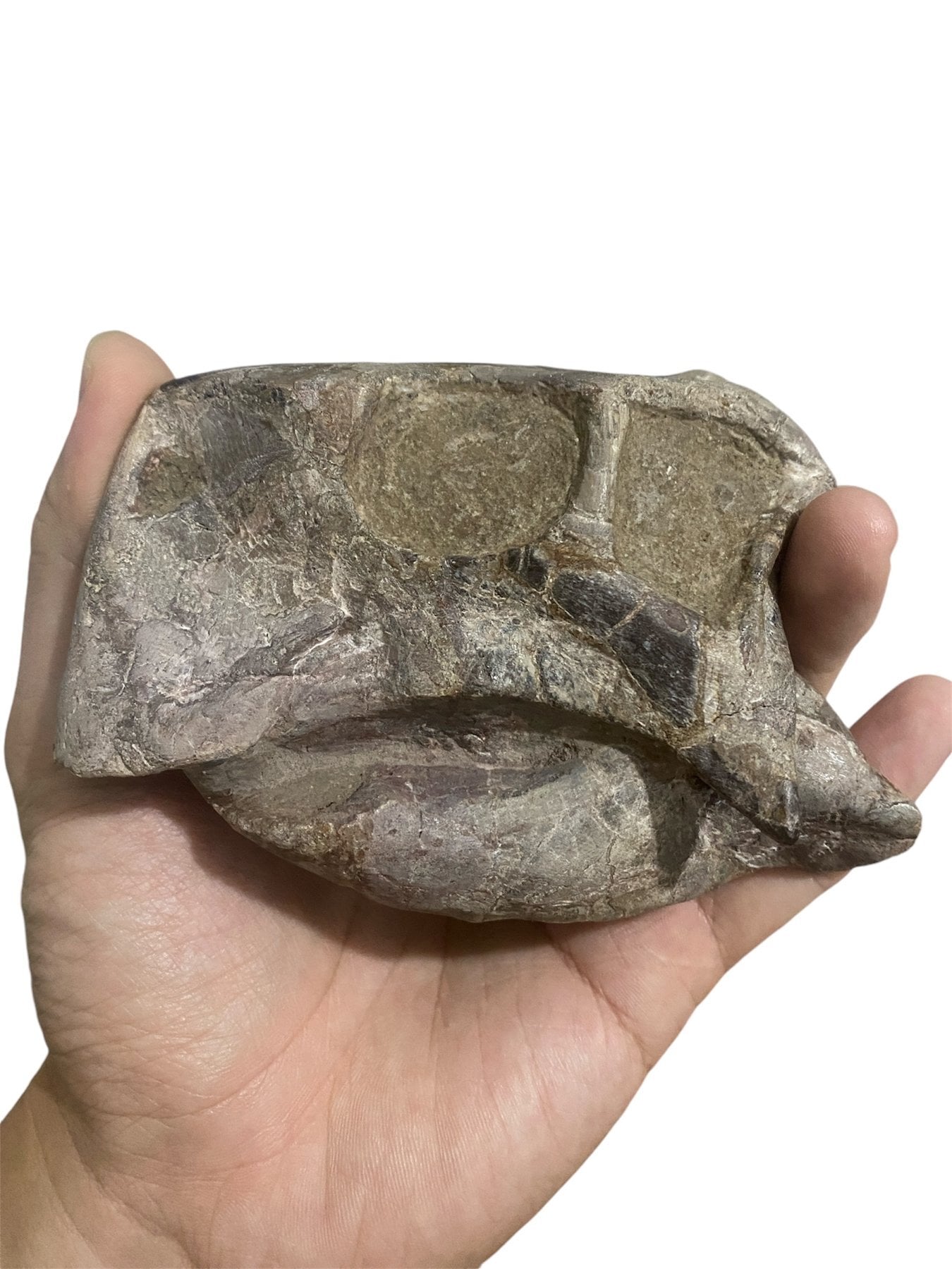 Real Psittacosaurus Skull? - Is It Real? How to Recognize Fossil ...