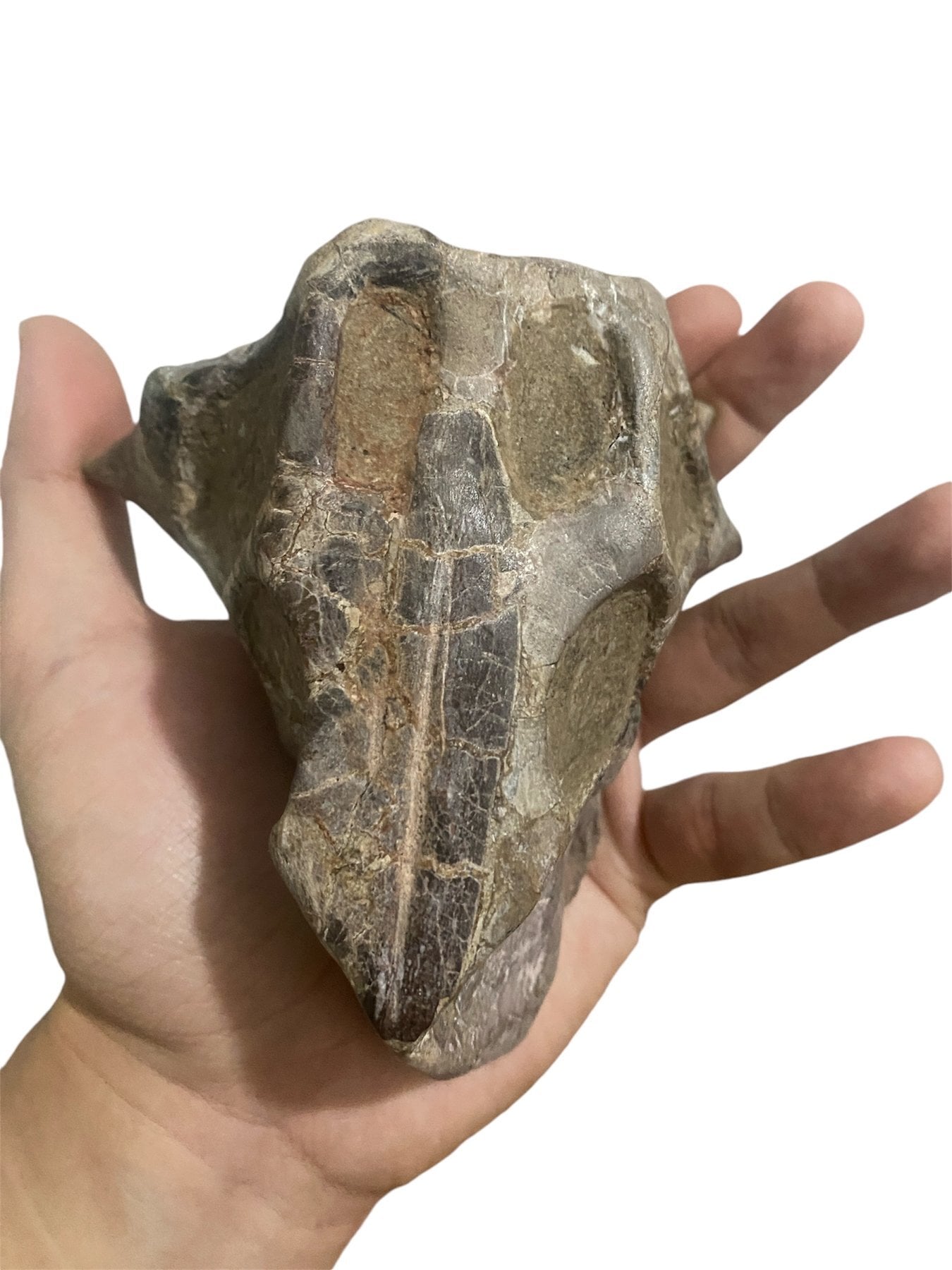 Real Psittacosaurus Skull? - Is It Real? How to Recognize Fossil ...