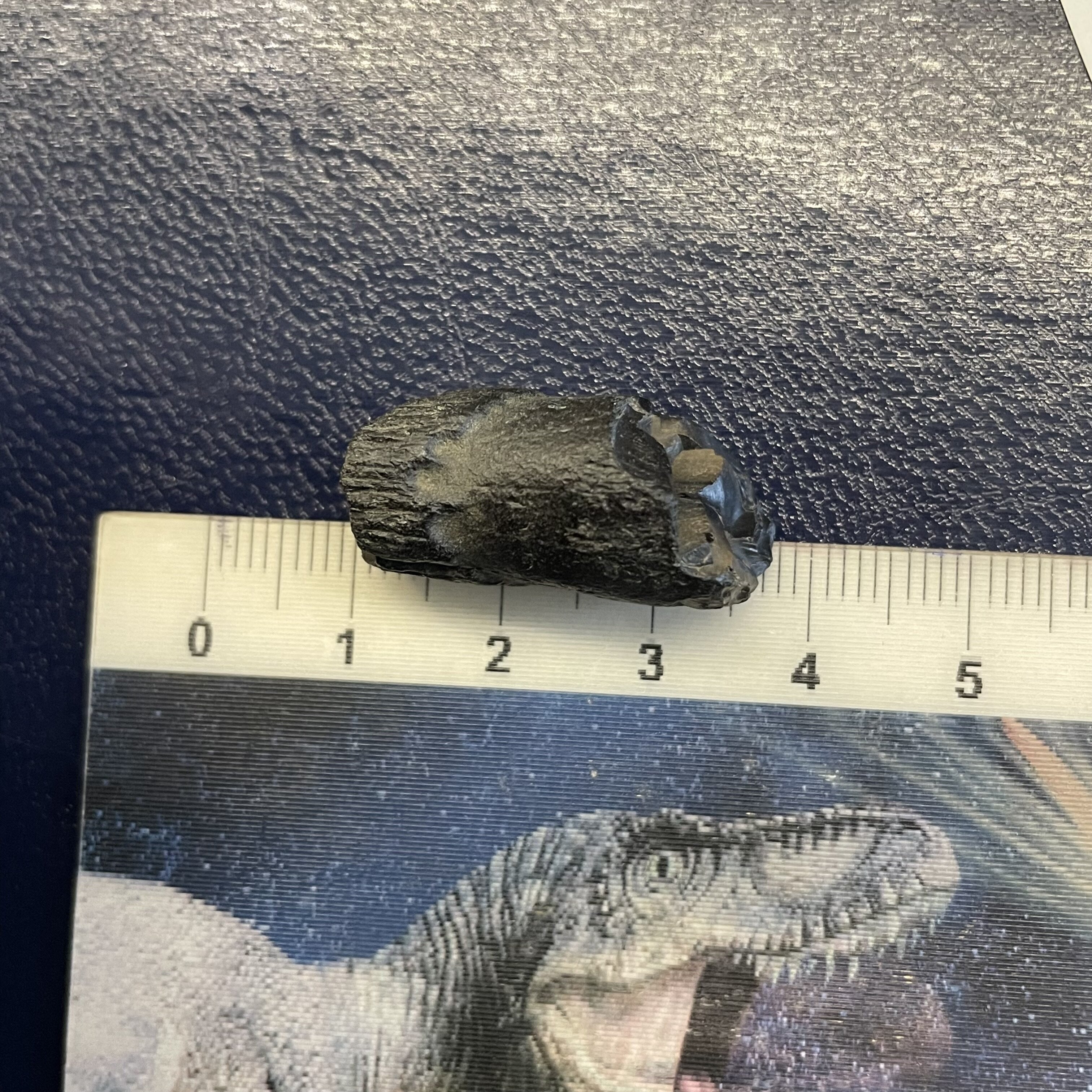 Whale bullae and tooth from Antwerp, Belgium - Fossil ID - The Fossil Forum
