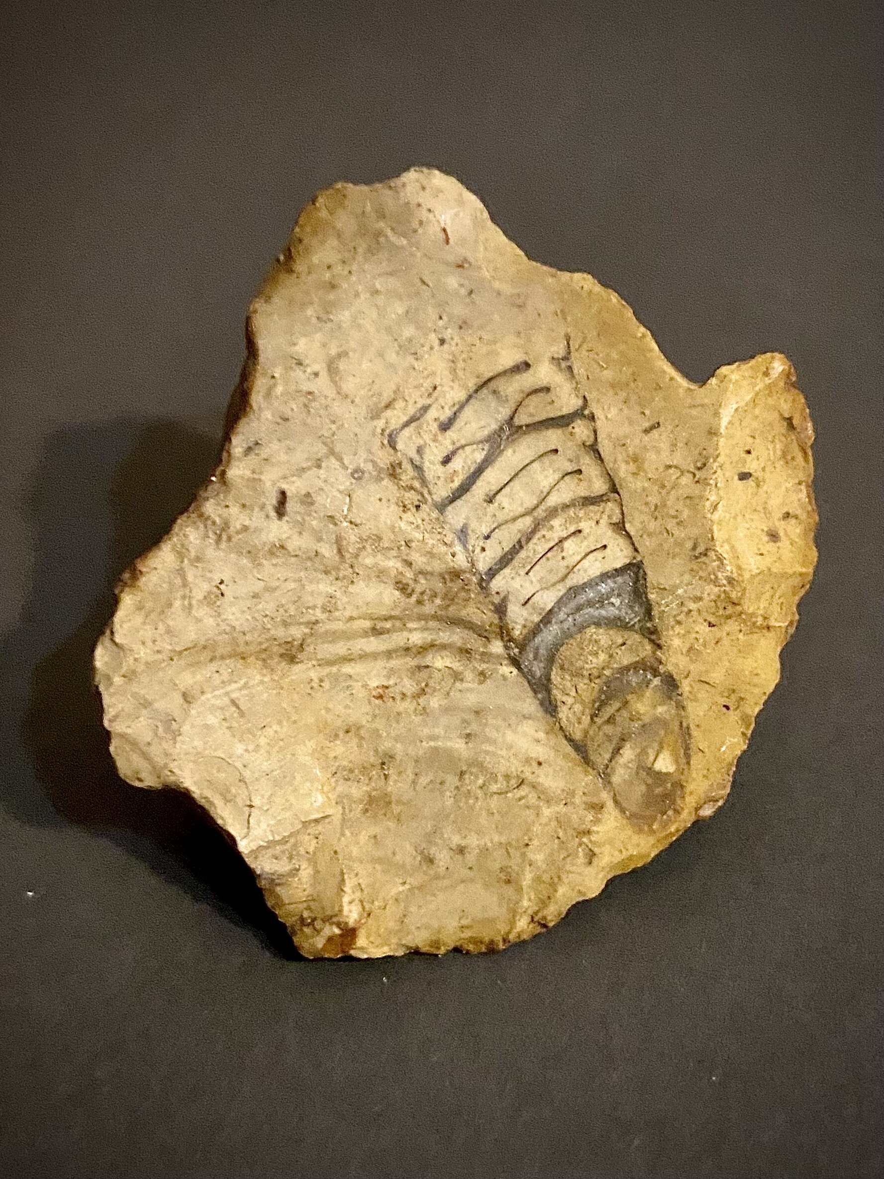 Early Cretaceous? - Fossil ID - The Fossil Forum