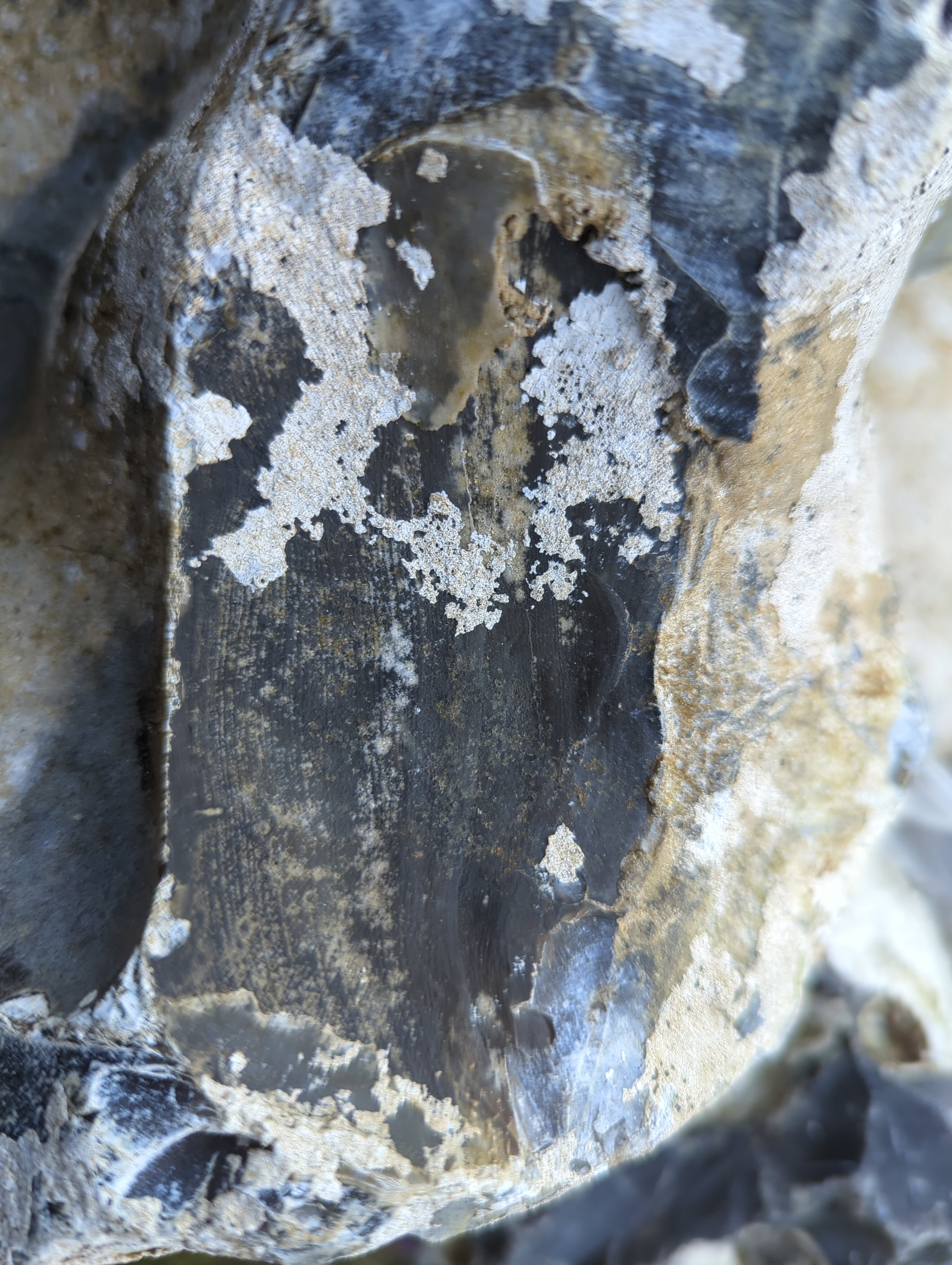 Conchoidal fracture or fossil? - Fossil ID - The Fossil Forum