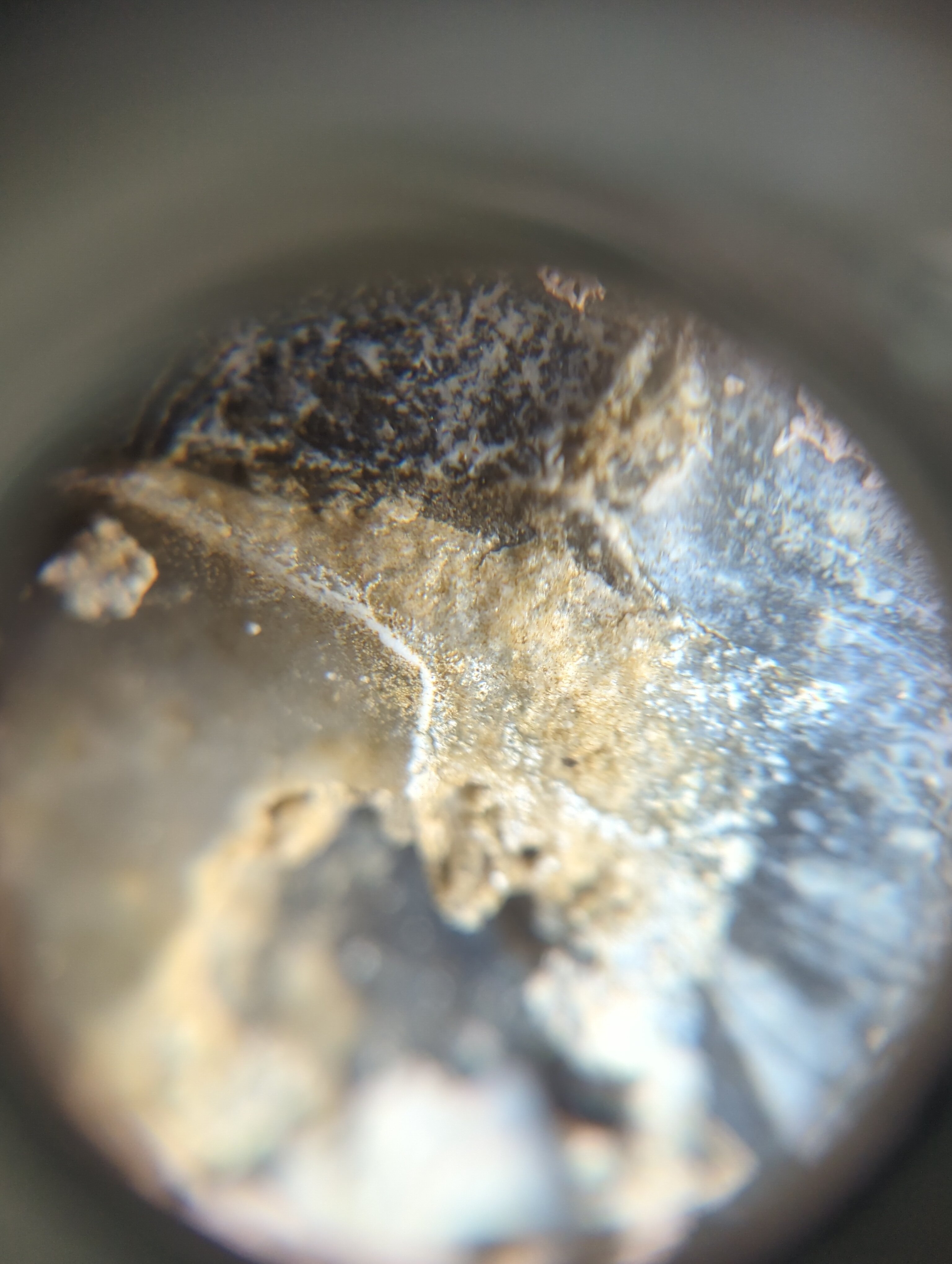 Conchoidal fracture or fossil? - Fossil ID - The Fossil Forum